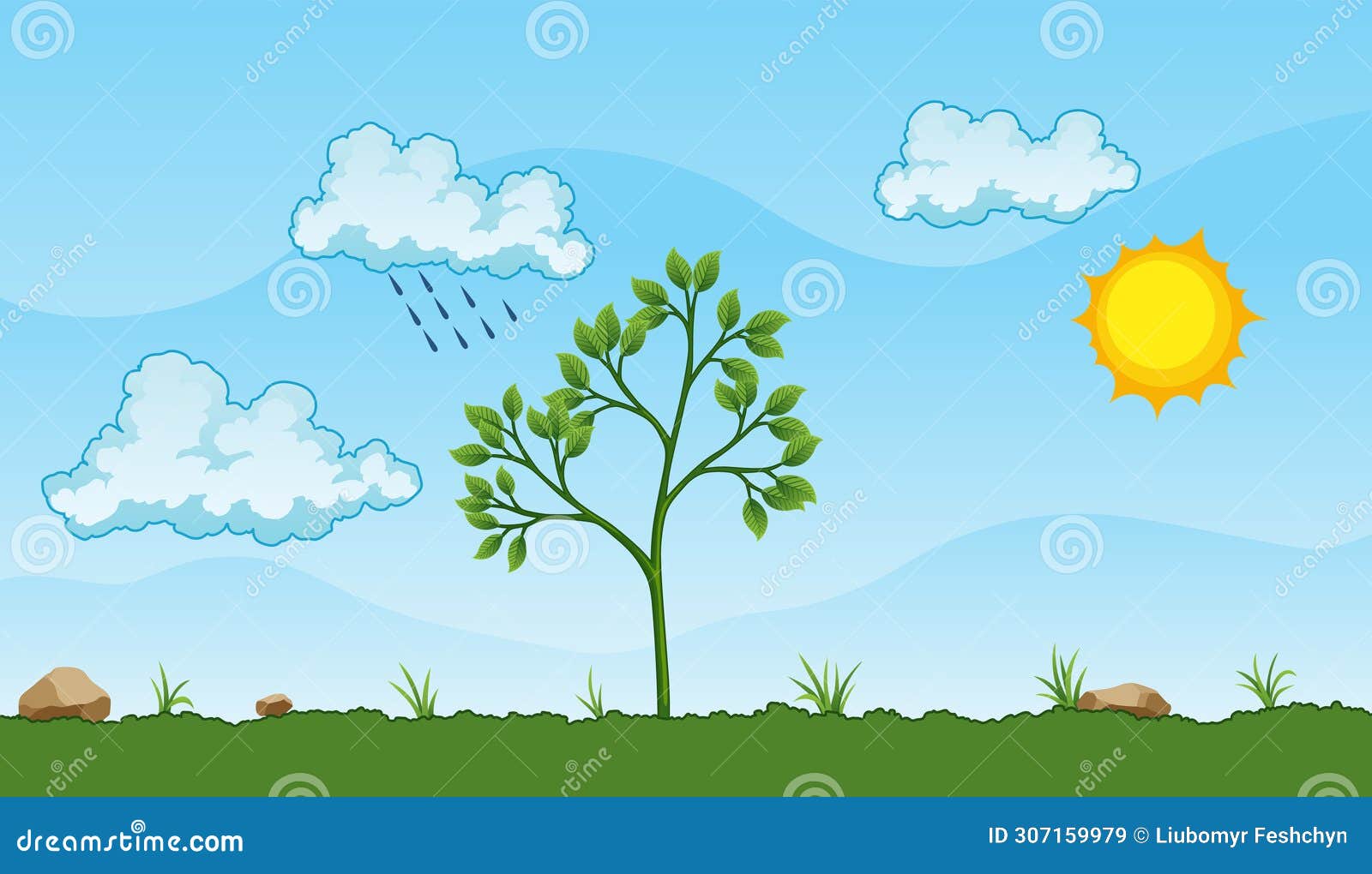 Photosynthesis Process. Tree Produce Oxygen Using Rain And Sun. Process ...