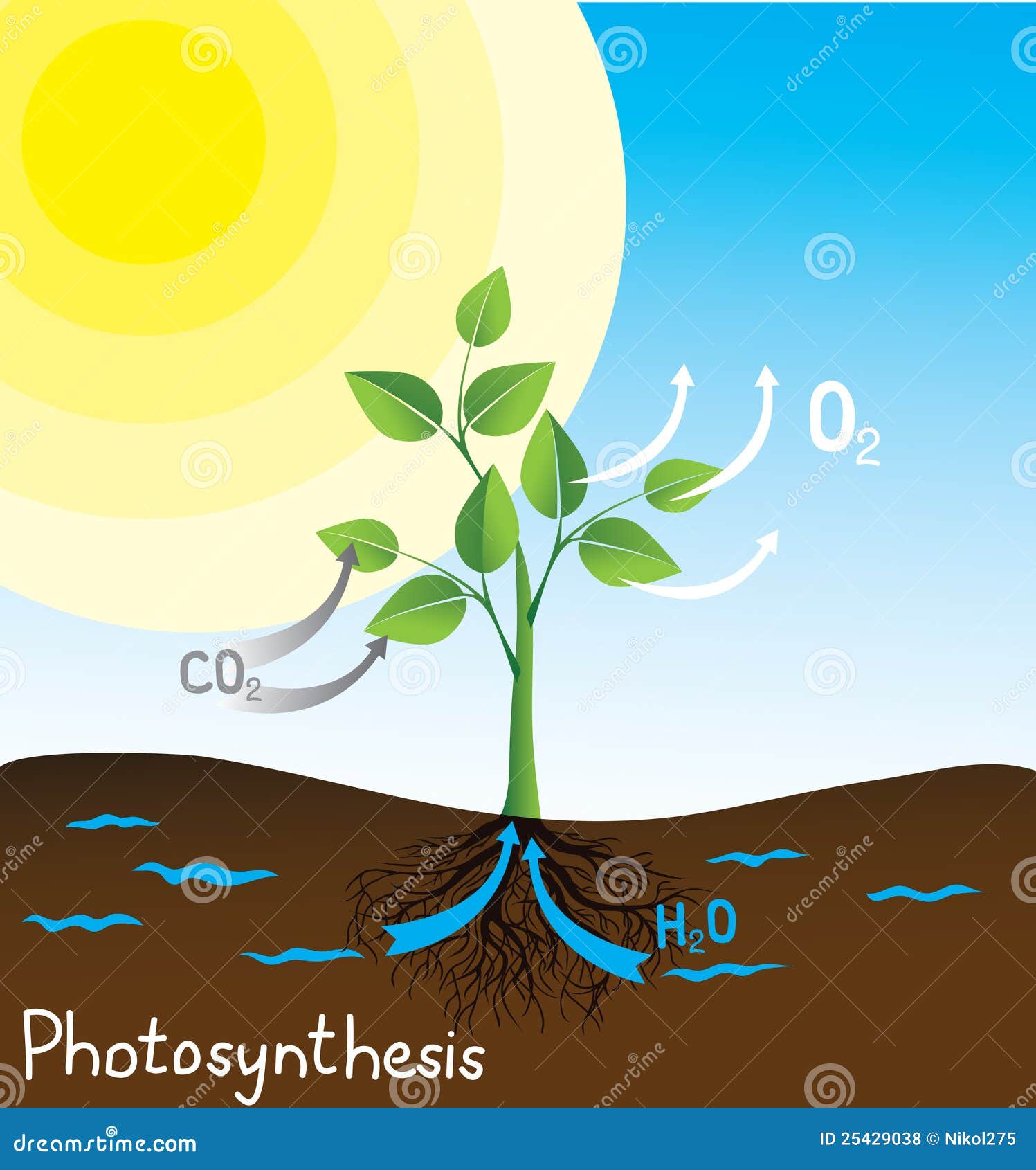 Photosynthesis Vector Image Stock Vector - Illustration of colorful ...