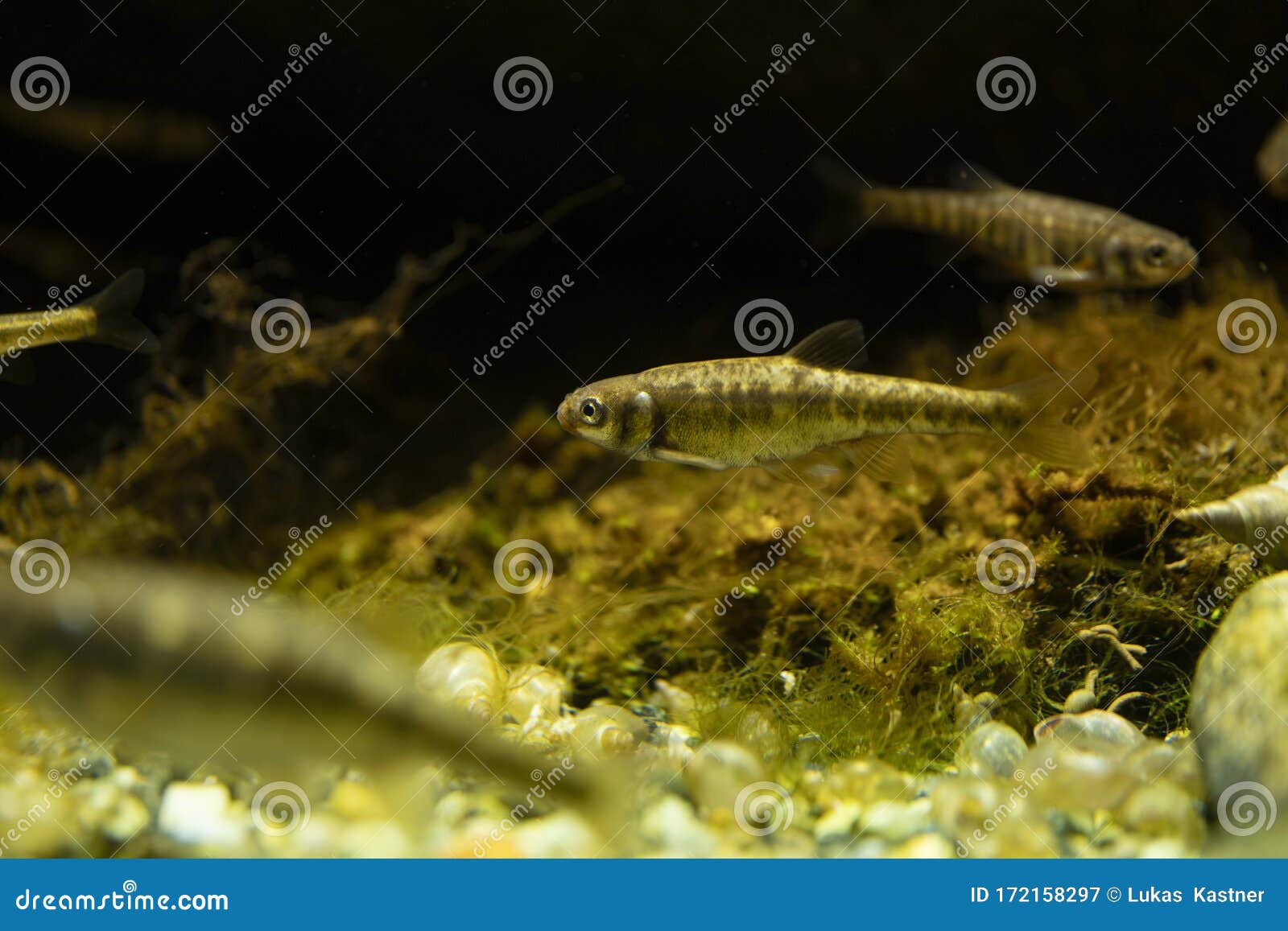 Phoxinus Phoxinus Underwater, Minnow Swimming Underwater Stock Image ...