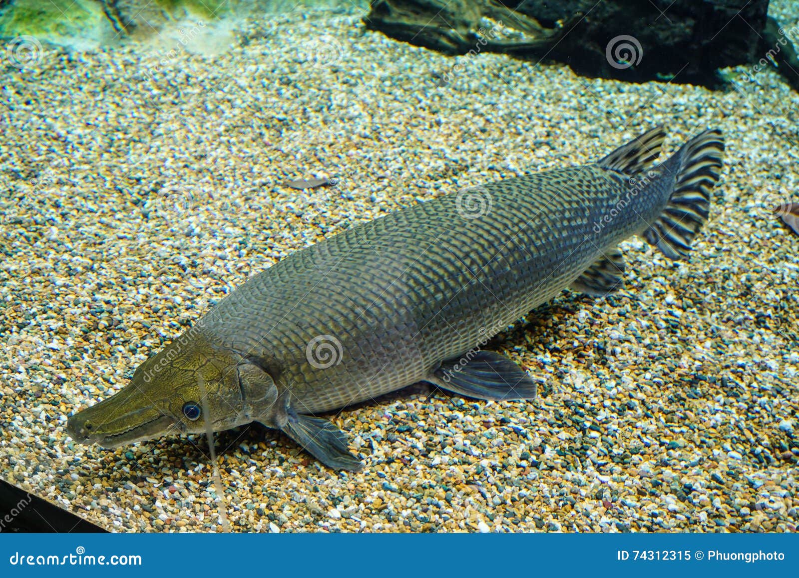 Phractocephalus Hemioliopterus Fish Stock Image - Image of animal, swim ...