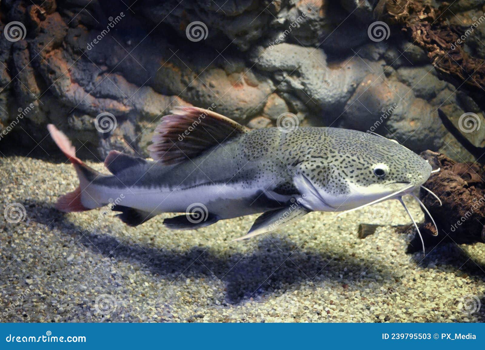 Phractocephalus Hemioliopterus - Grey, Spotted, Redtail Catfish Stock ...