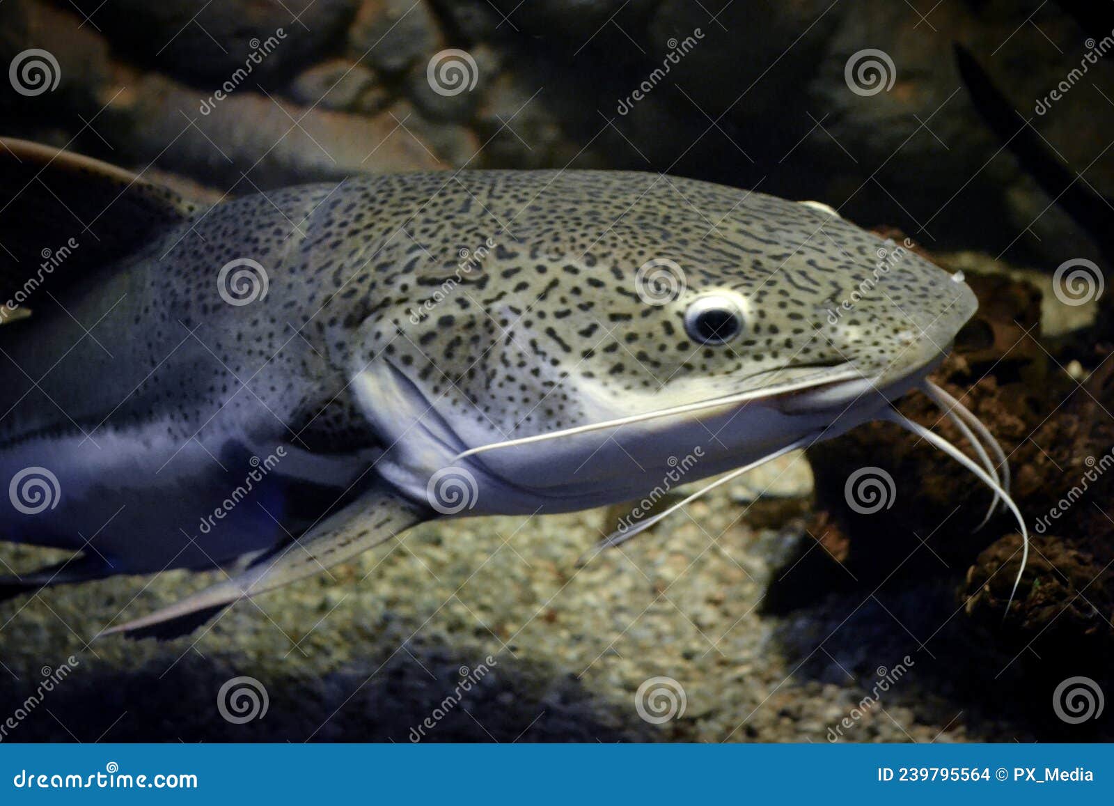 Phractocephalus Hemioliopterus - Grey, Spotted, Redtail Catfish Stock ...