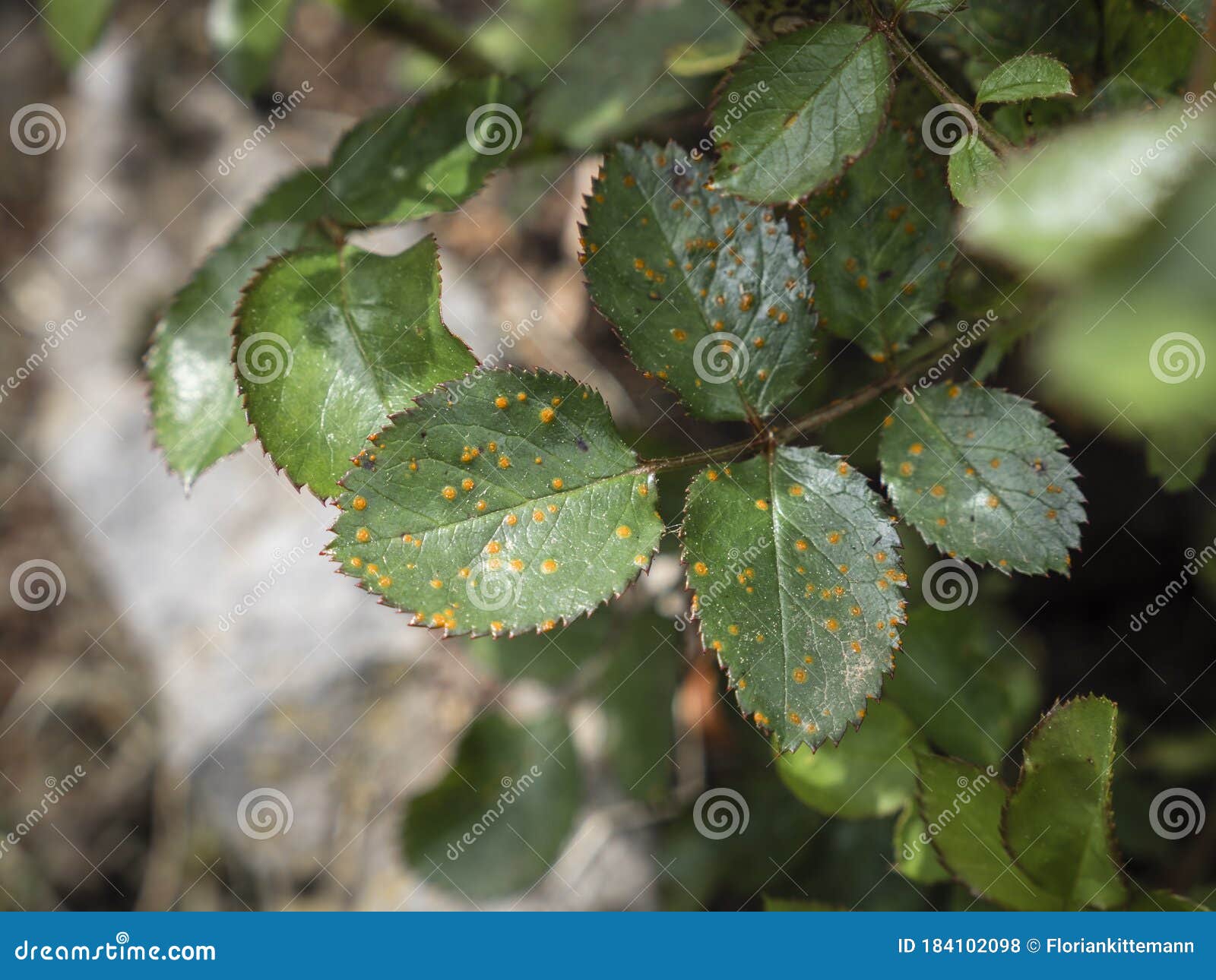 Phragmidium Mucronatum or Rust on Rose Stock Photo - Image of garden ...