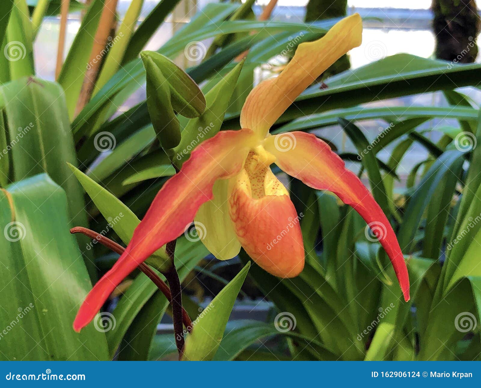 Phragmipedium Longifolium X Phrag. Orchid or Orchidee Stock Photo ...