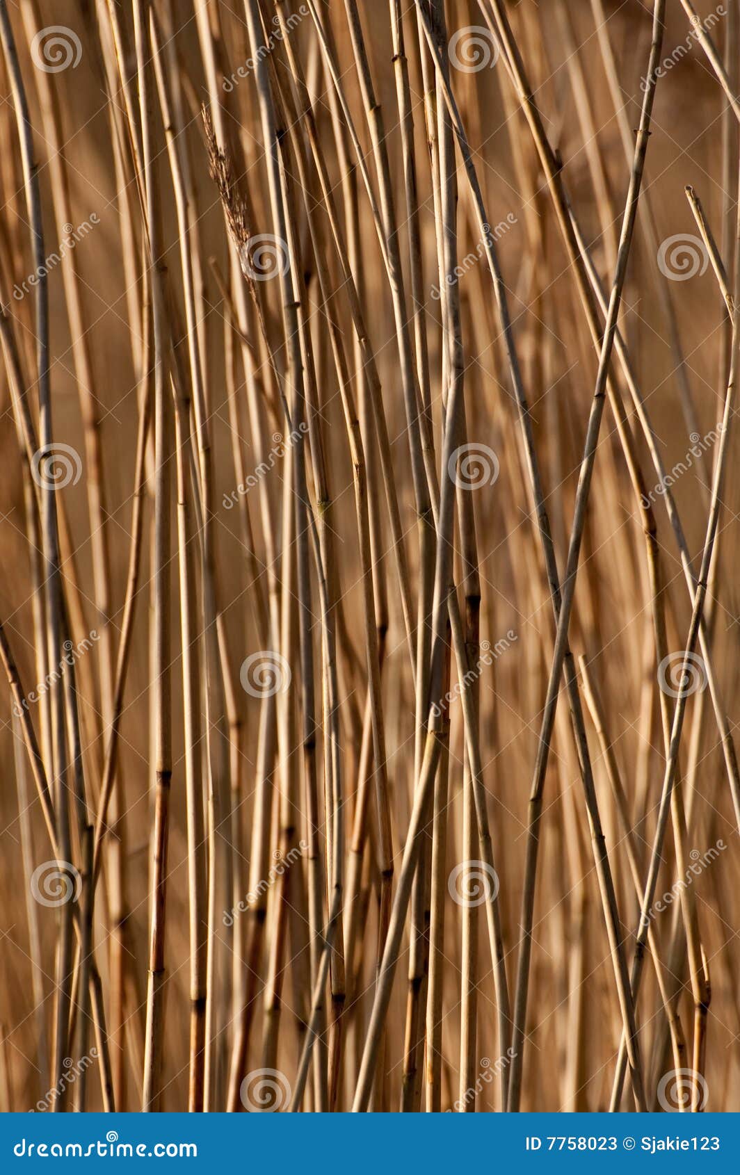 Common Reed Phragmites Leaf, Australis Cav. P. Communis Trin. Ex Steud ...