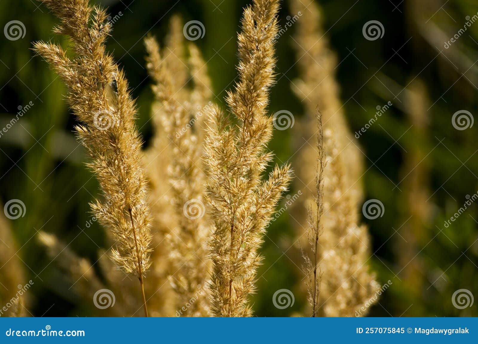 Phragmites Australis (Common Reed) Close Up. Stock Image - Image of ...