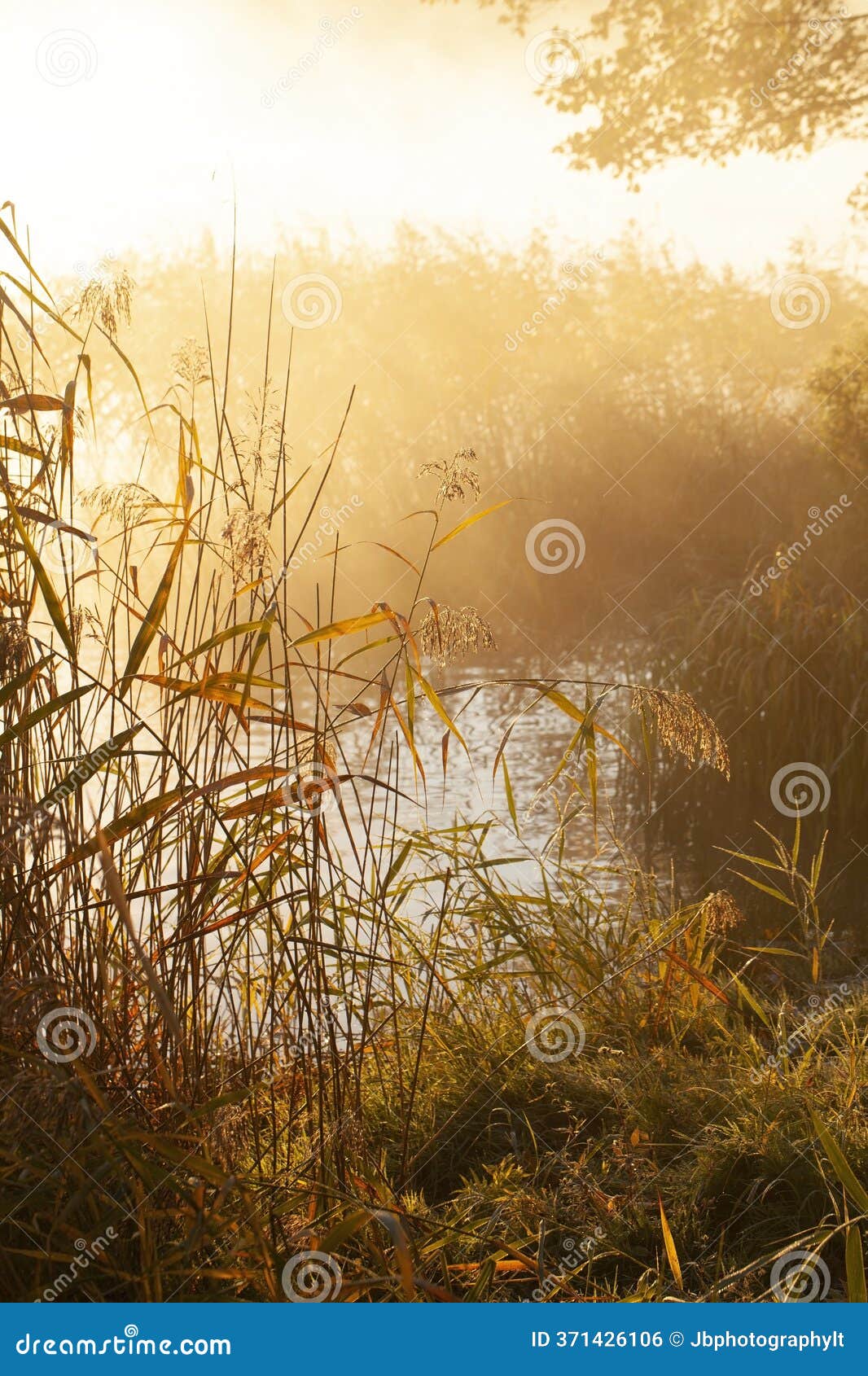 Common Reed Phragmites Australis As Background Or Texture Royalty-Free ...
