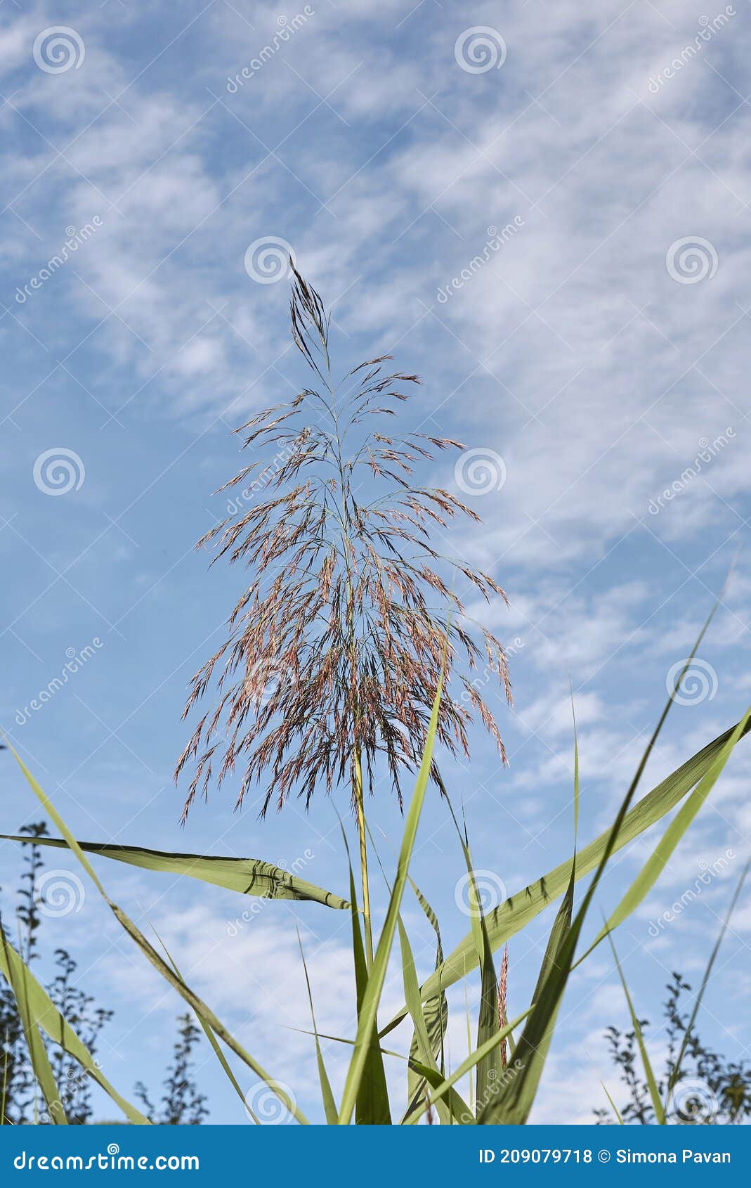 Phragmites Australis Grass in Bloom Stock Photo - Image of leaf ...