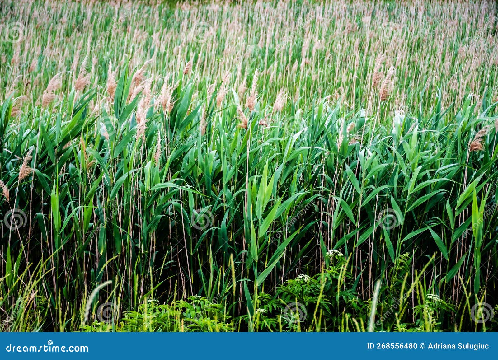 Phragmites australis stock photo. Image of europe, environment - 268556480