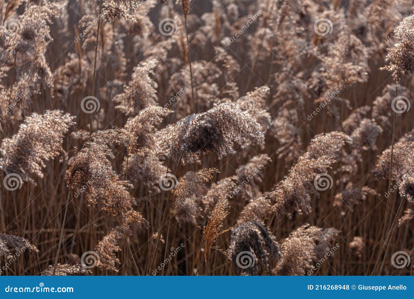 Phragmites Australis, Known As Common Reed Blowing in the Wind Stock ...