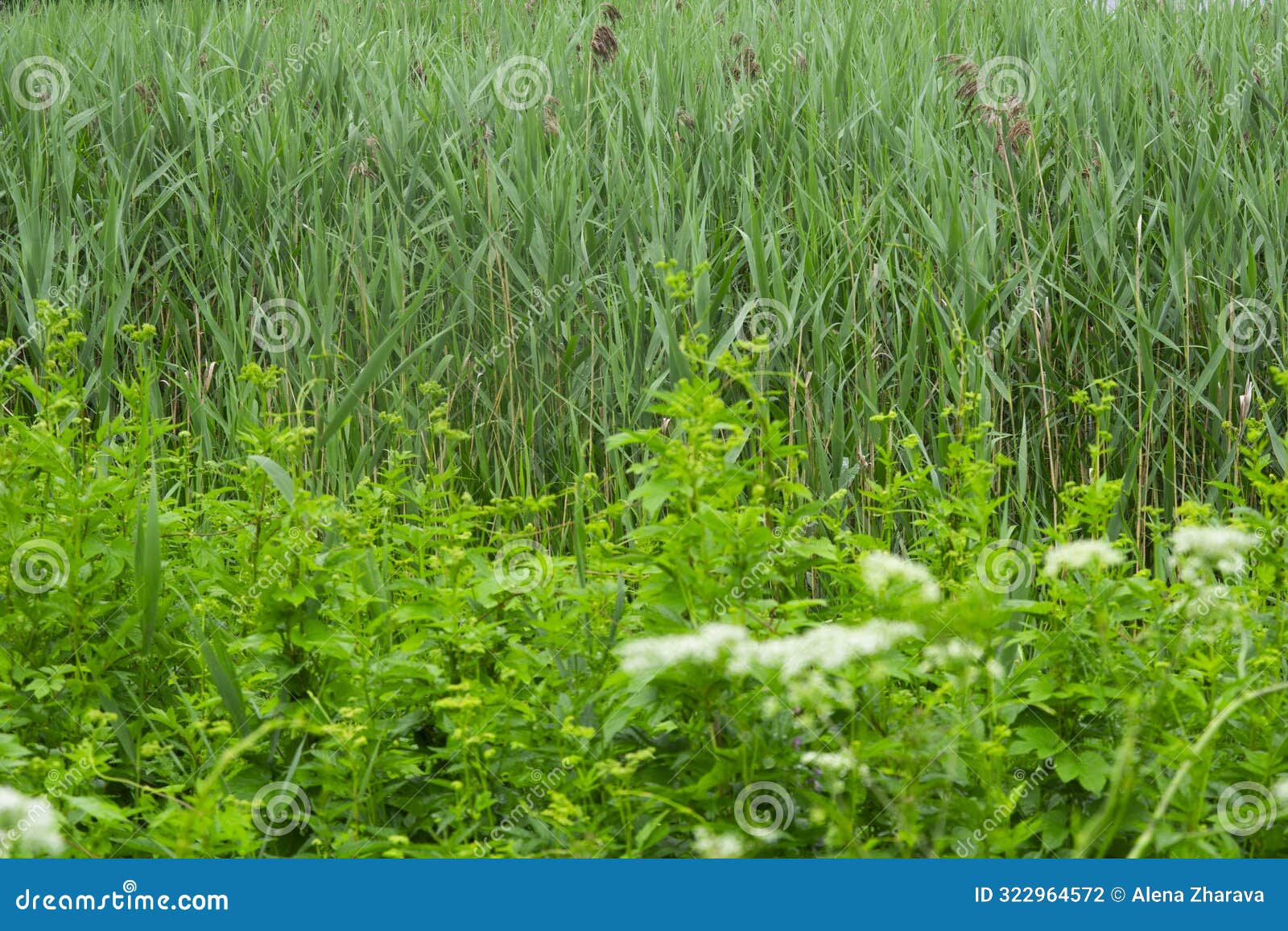 Phragmites Australis, Known As Common Reed, is Broadly Distributed ...