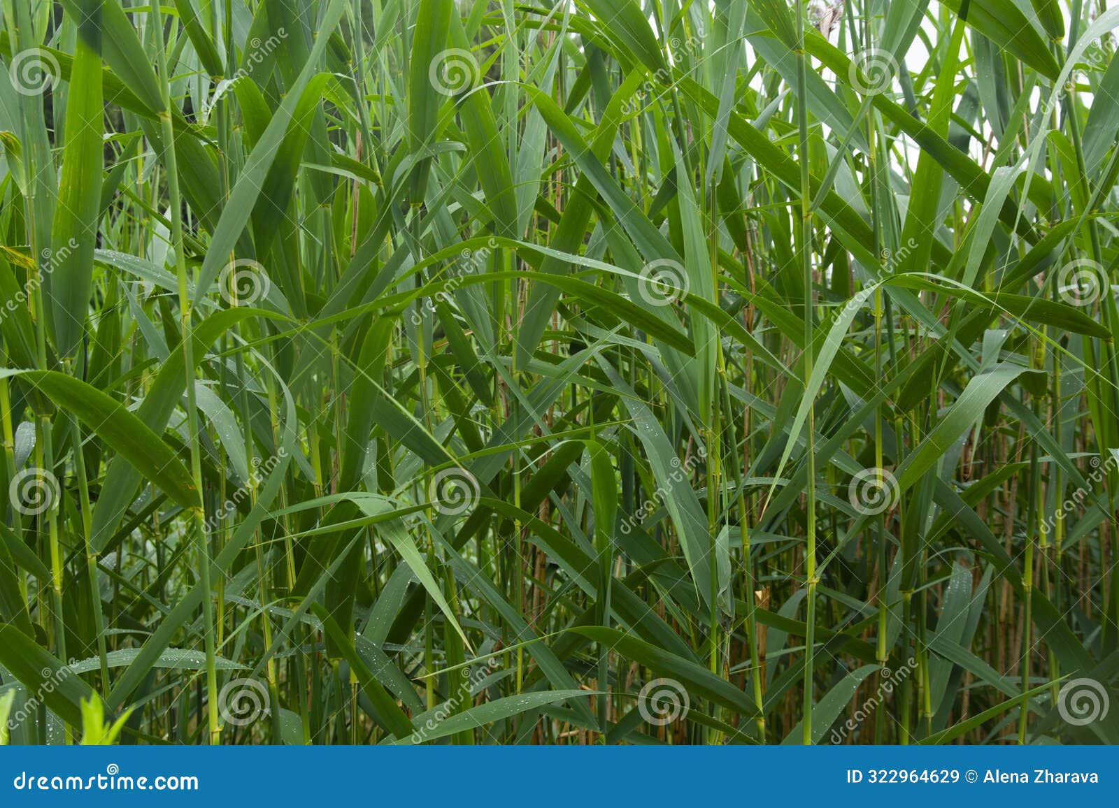Phragmites Australis, Known As Common Reed, is Broadly Distributed ...