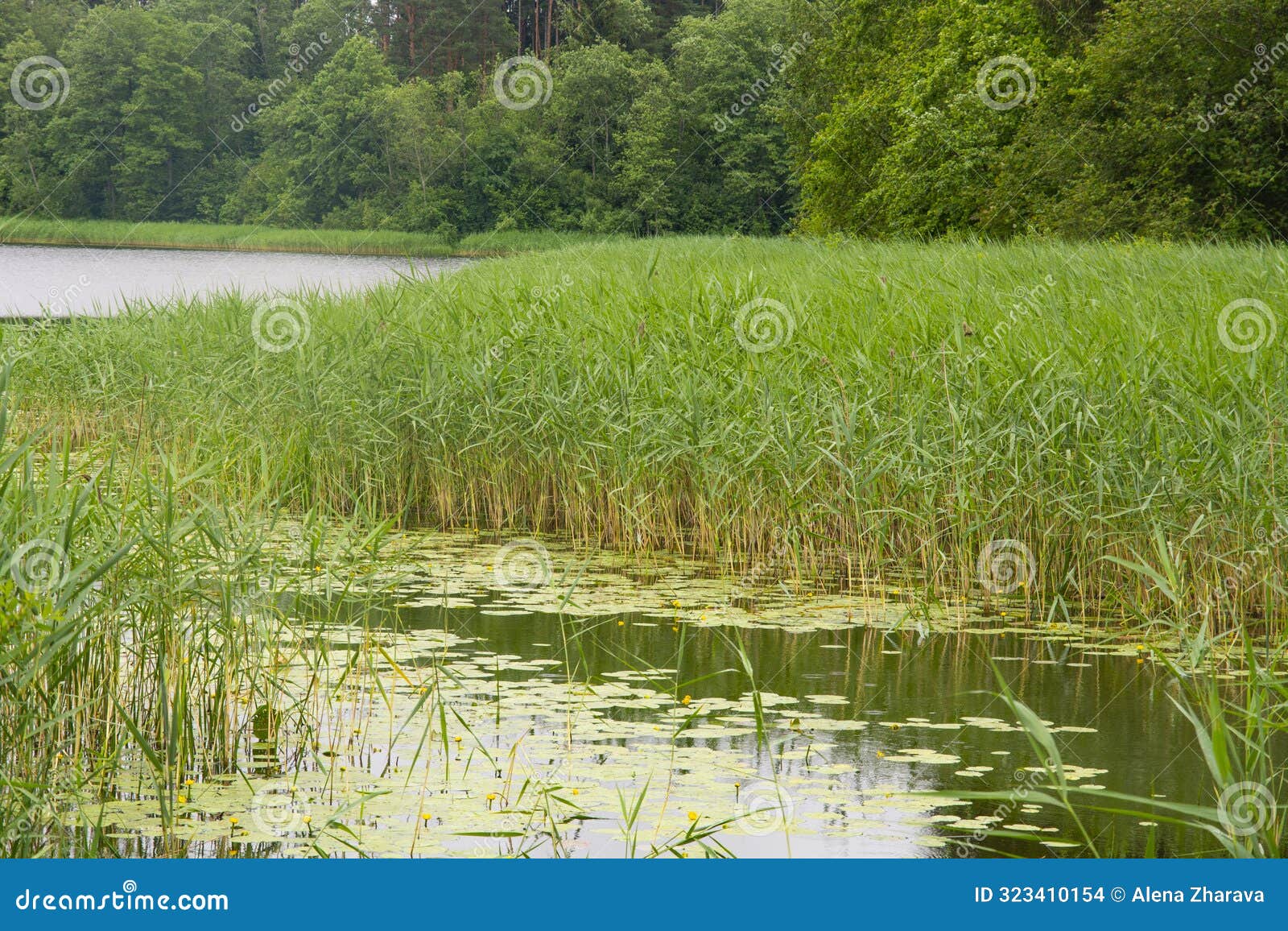 Phragmites Australis, Known As Common Reed, is Broadly Distributed ...