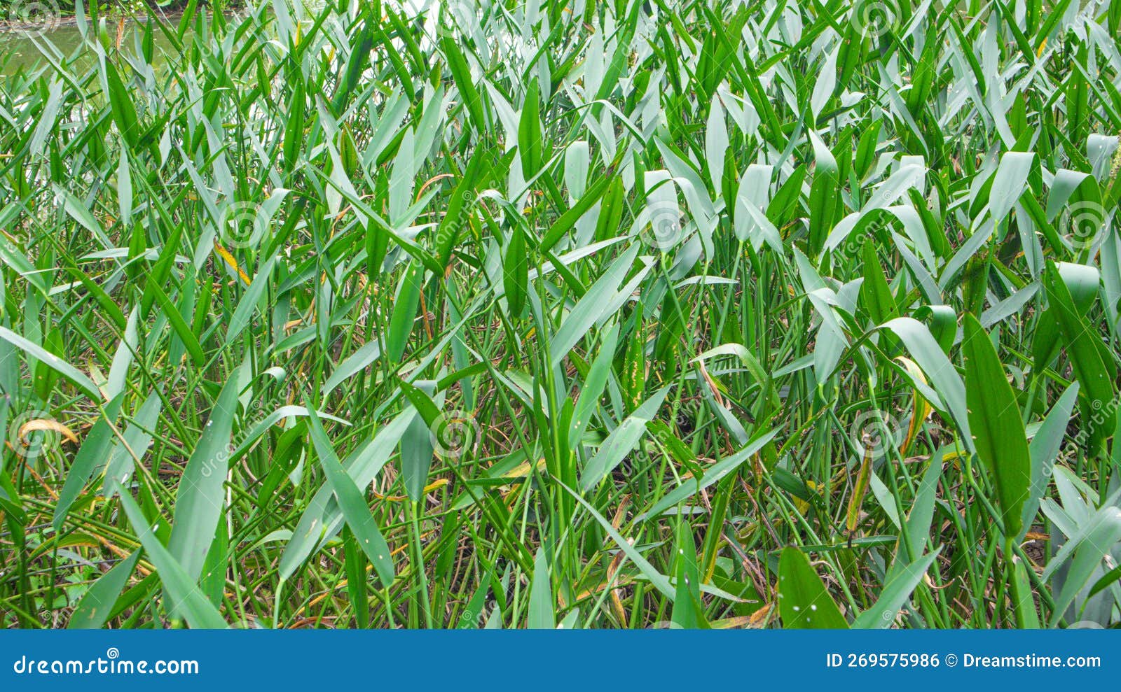 The Phragmites Australis Plant is Known As the Common Reed Stock Photo ...