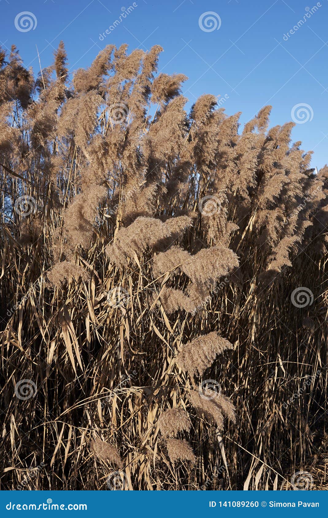 Phragmites Australis Plants Stock Photo - Image of silky, panicle ...