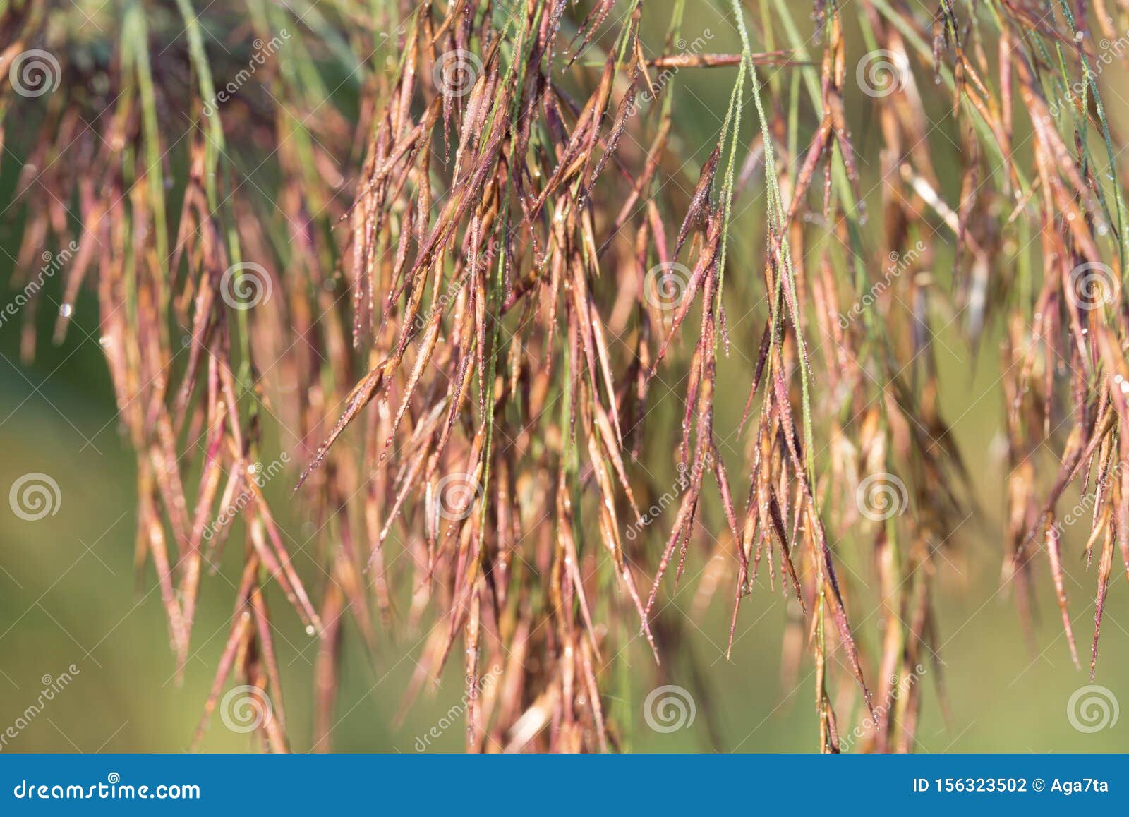 Phragmites Australis Reed Seed Head Stock Photo - Image of growth, drop ...