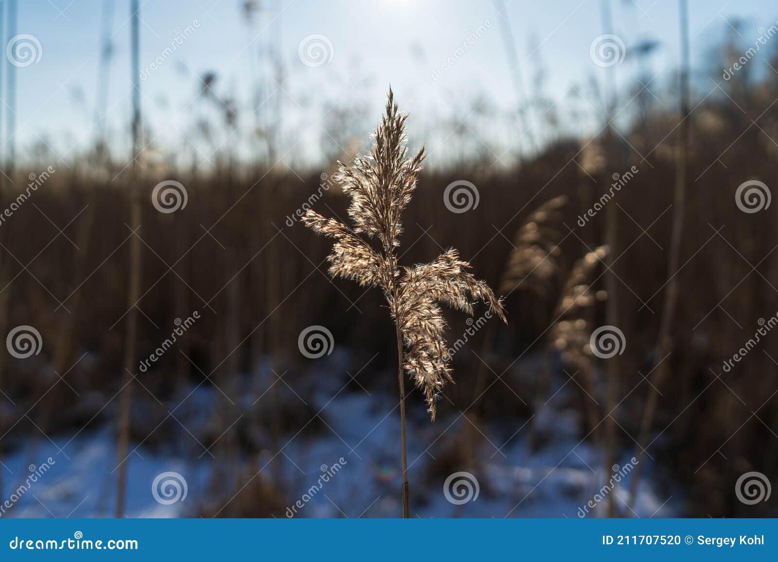 Phragmites Australis Seed Head in the Nature Stock Photo - Image of ...