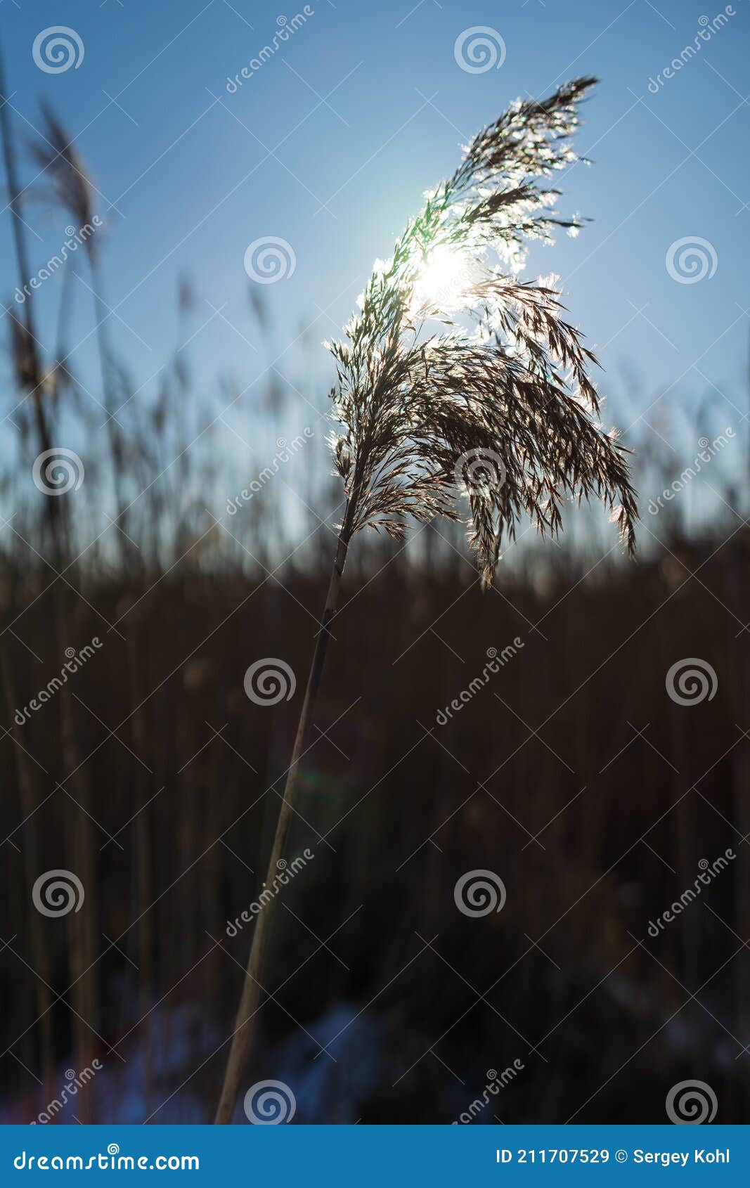 Phragmites Australis Seed Head in the Nature Stock Image - Image of ...
