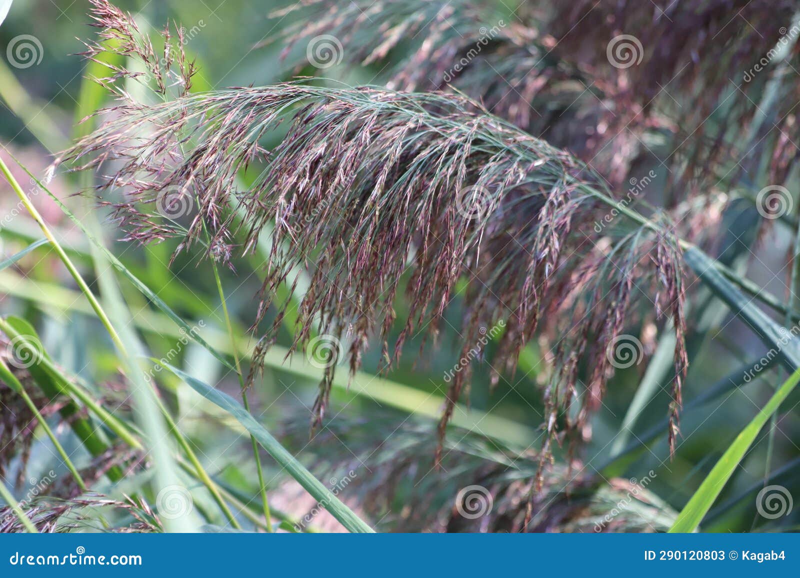 Phragmites Australis. Thickets of Fluffy, Dry Trunks of Common Reeds ...