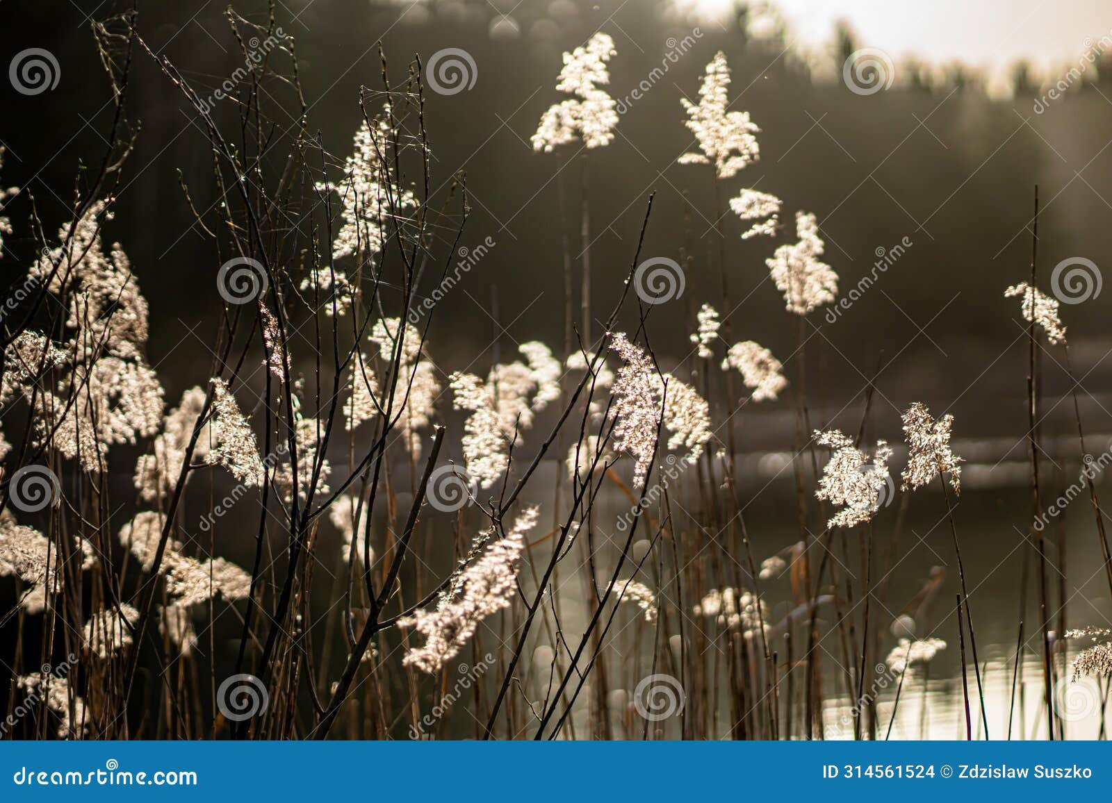 Phragmites Australis Under Sunlight. Stock Photo - Image of view, reed ...