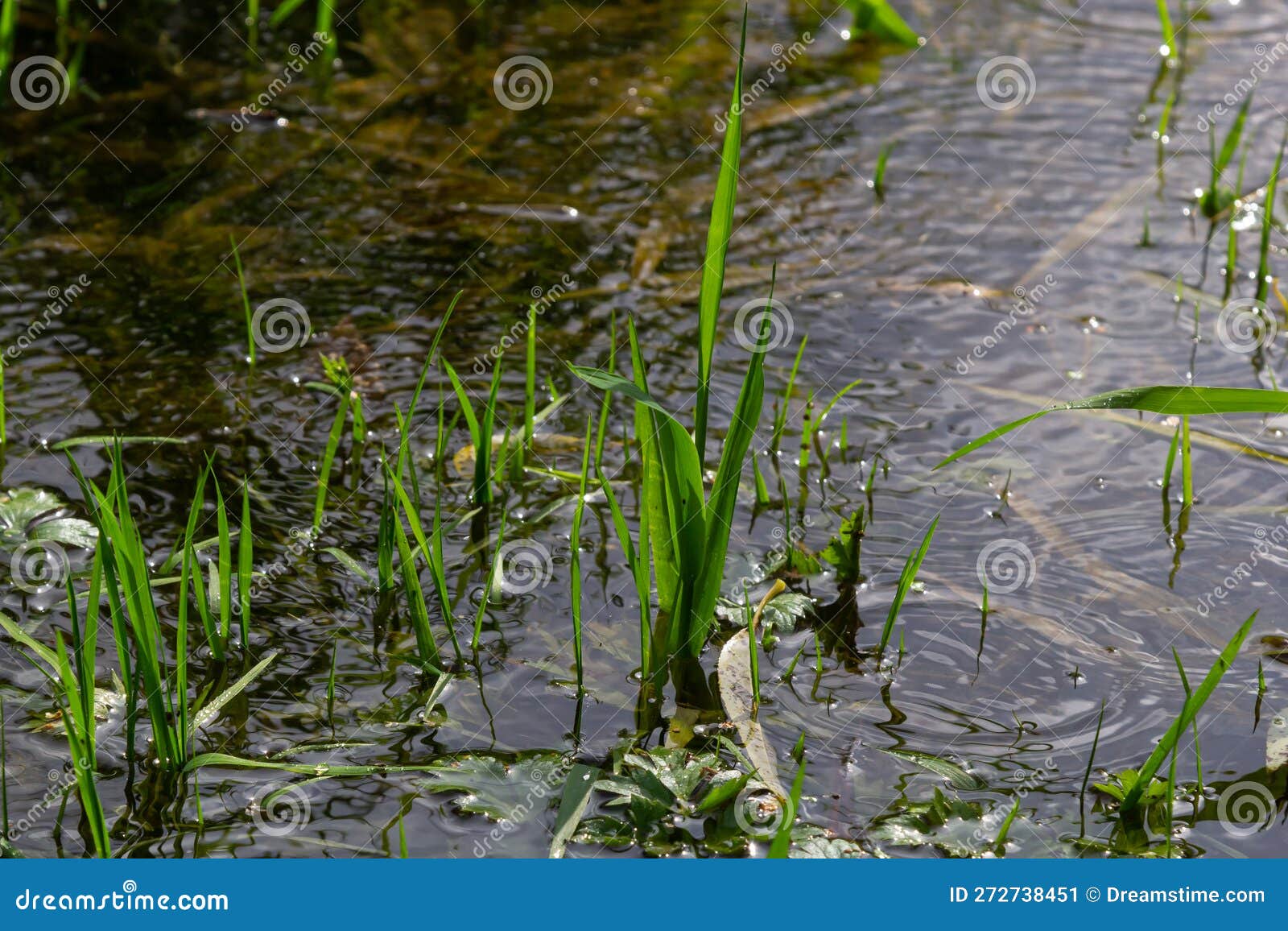 Phragmites Australis at the Water S Edge. Spring Young Shoots in the ...