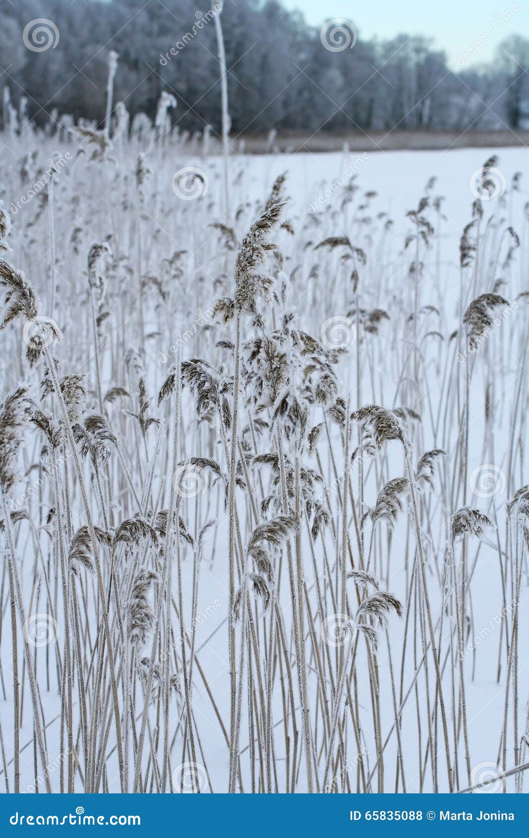 Phragmites, the Common Reed, Panicle Stock Photo - Image of frosty ...