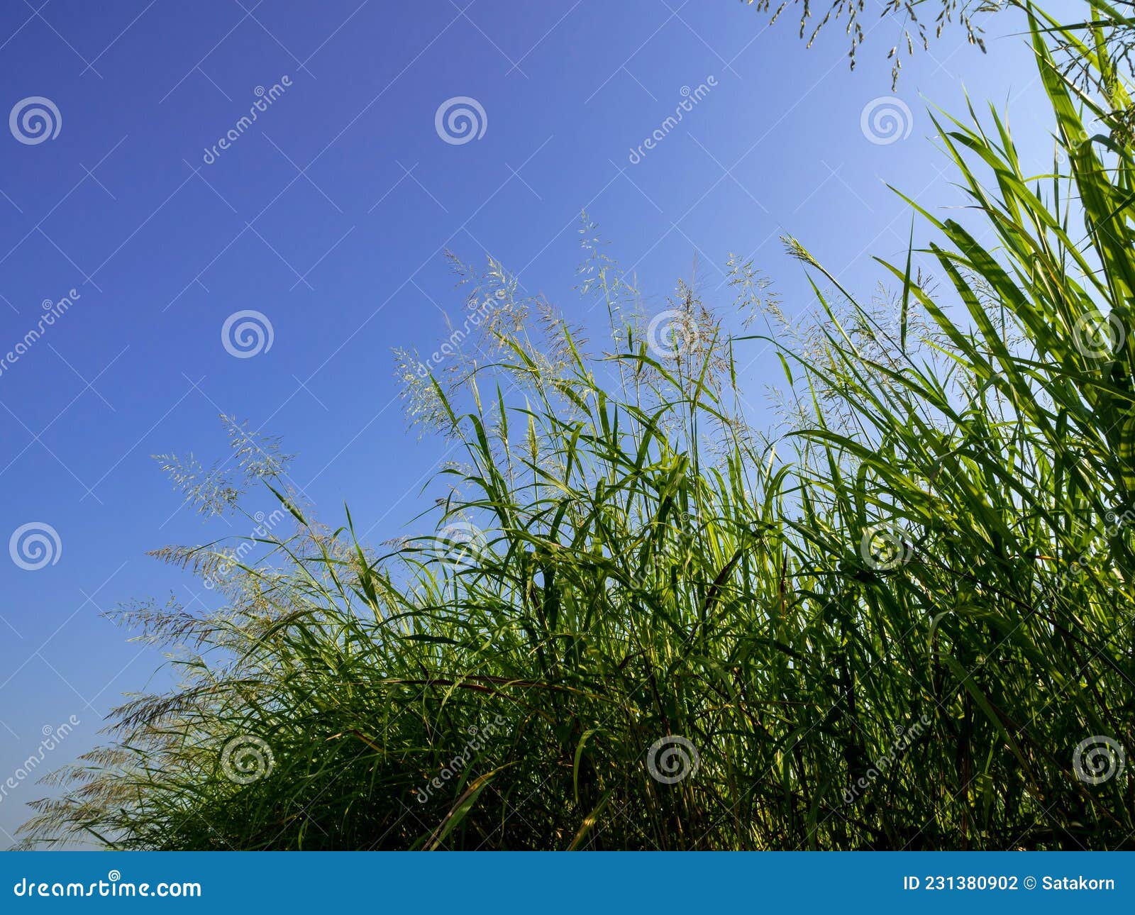 Phragmites Karka Grass Flowers in the Bright Sunlight and Fluffy Clouds ...