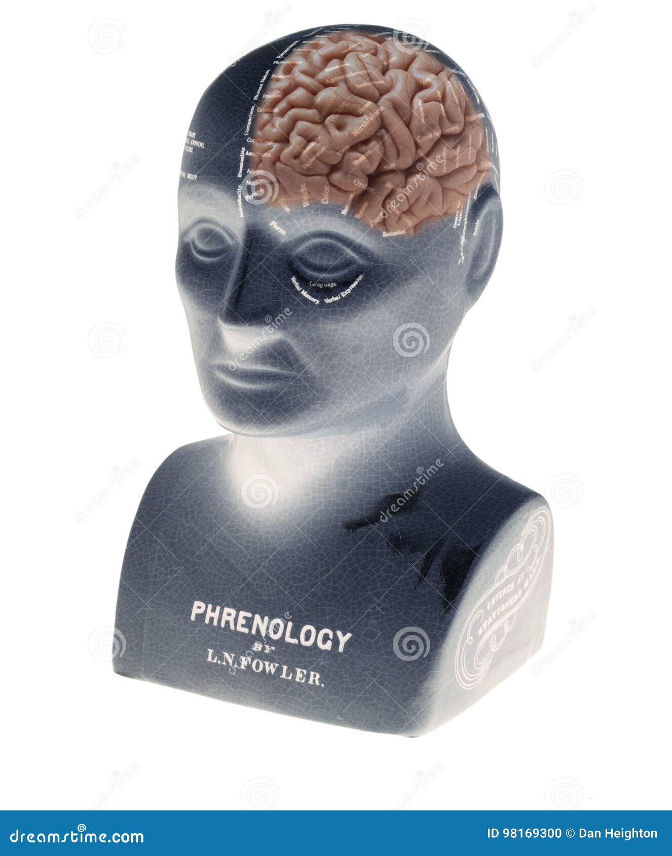 Phrenology Head Showing Half Brain on White Background Editorial Image ...