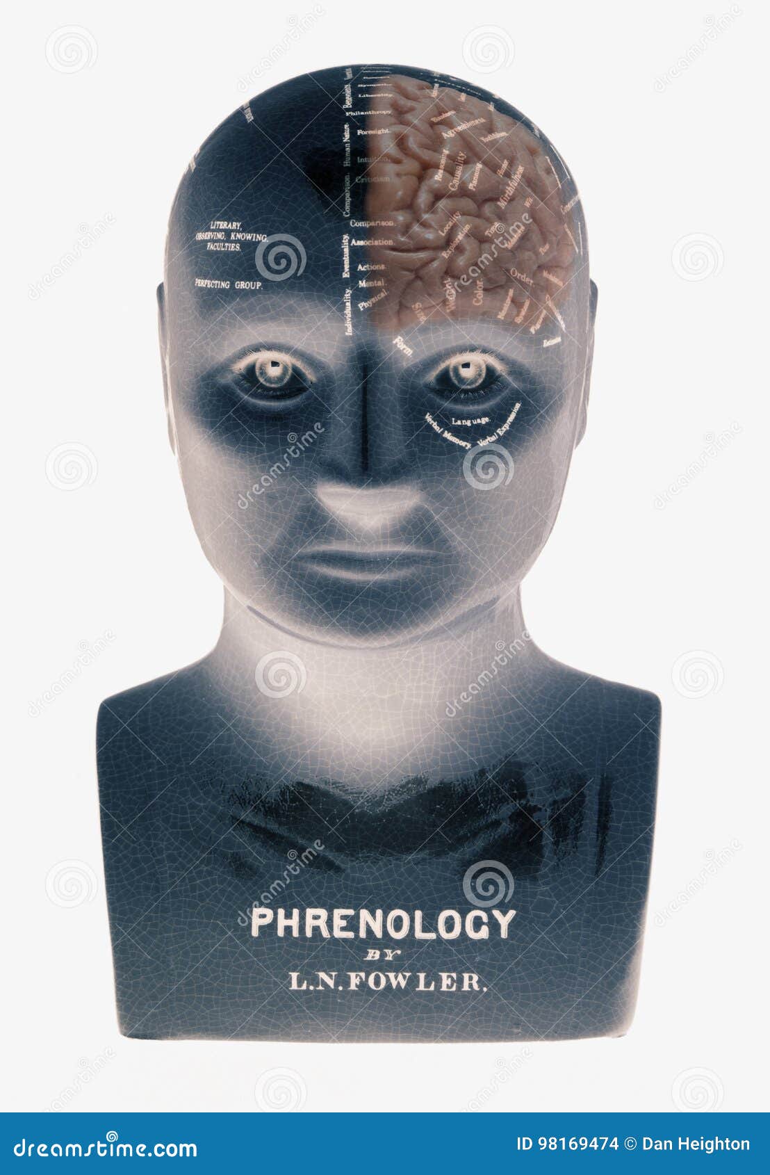 Phrenology Head Showing Half Brain on White Background Editorial Stock ...