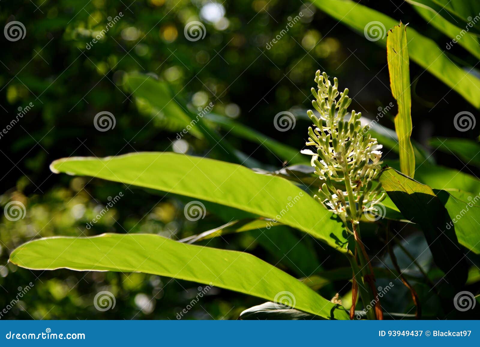Phrynium flower stock image. Image of capitatum, plant - 93949437
