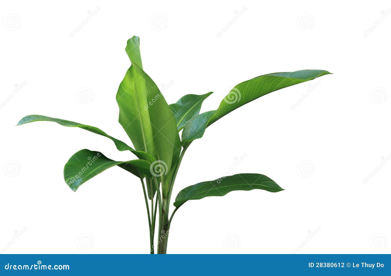 Phrynium Plant stock photo. Image of marantaceae, placentaria - 28380612