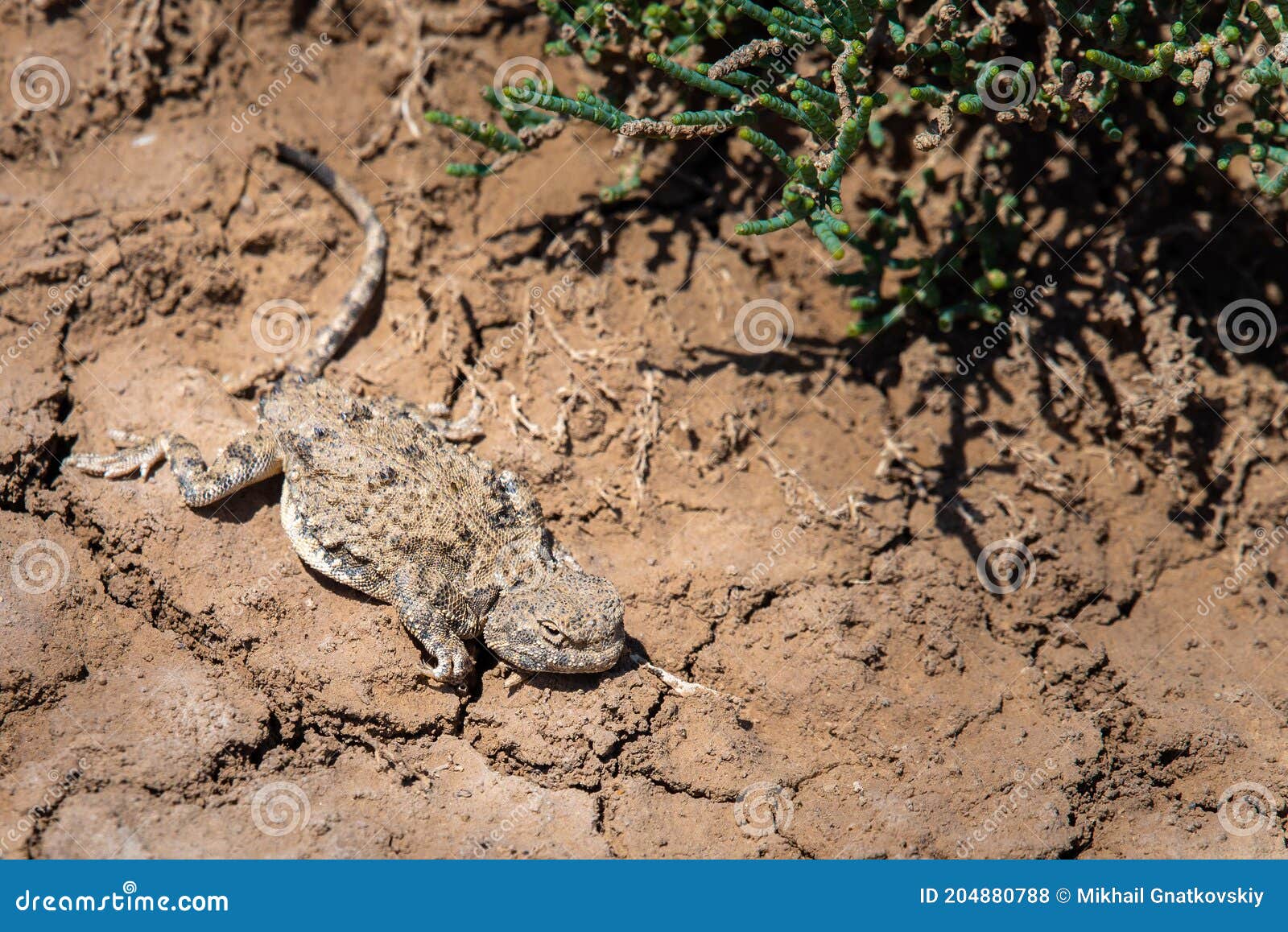 Phrynocephalus Helioscopus Agama Close Portrait of in Nature Stock ...