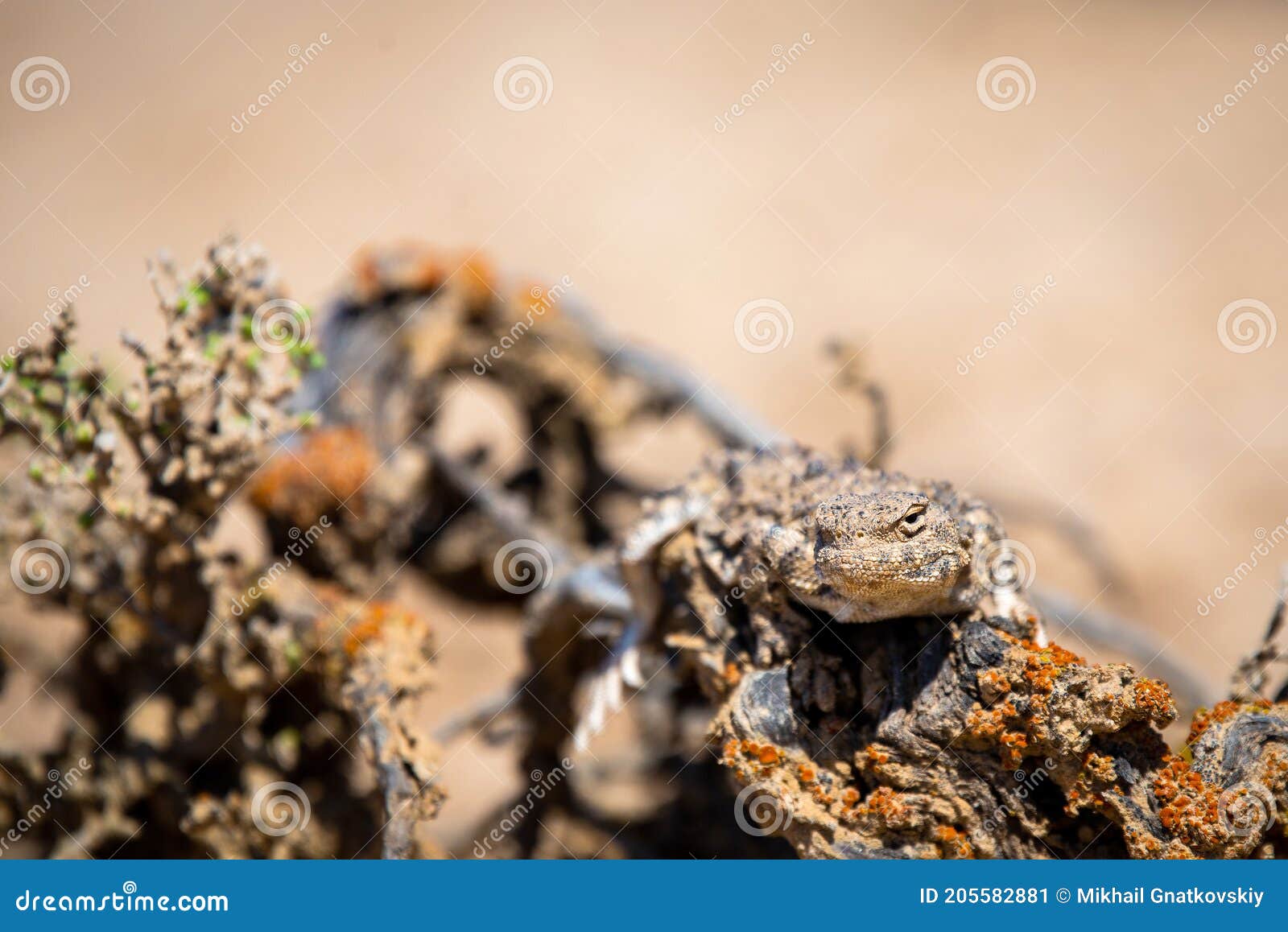 Phrynocephalus Helioscopus Agama Close Portrait of in Nature Stock ...