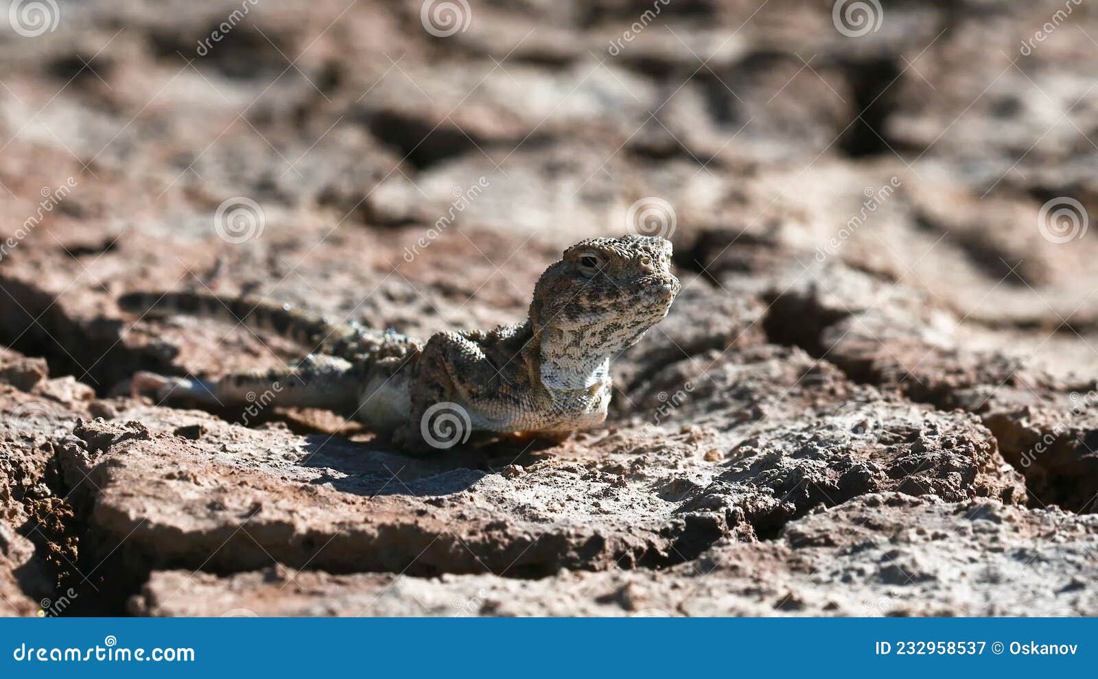 Phrynocephalus Helioscopus or Sunwatcher Agama Stock Video - Video of ...