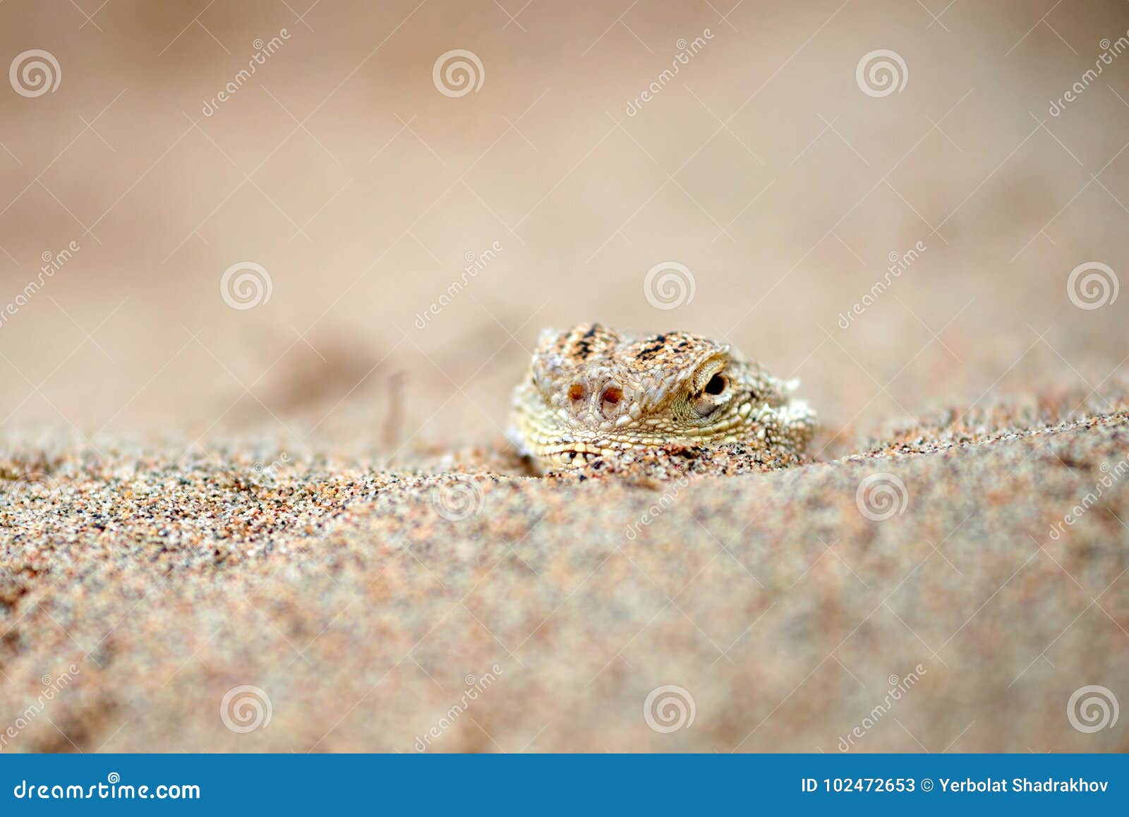 Phrynocephalus mystaceus. stock image. Image of color - 102472653