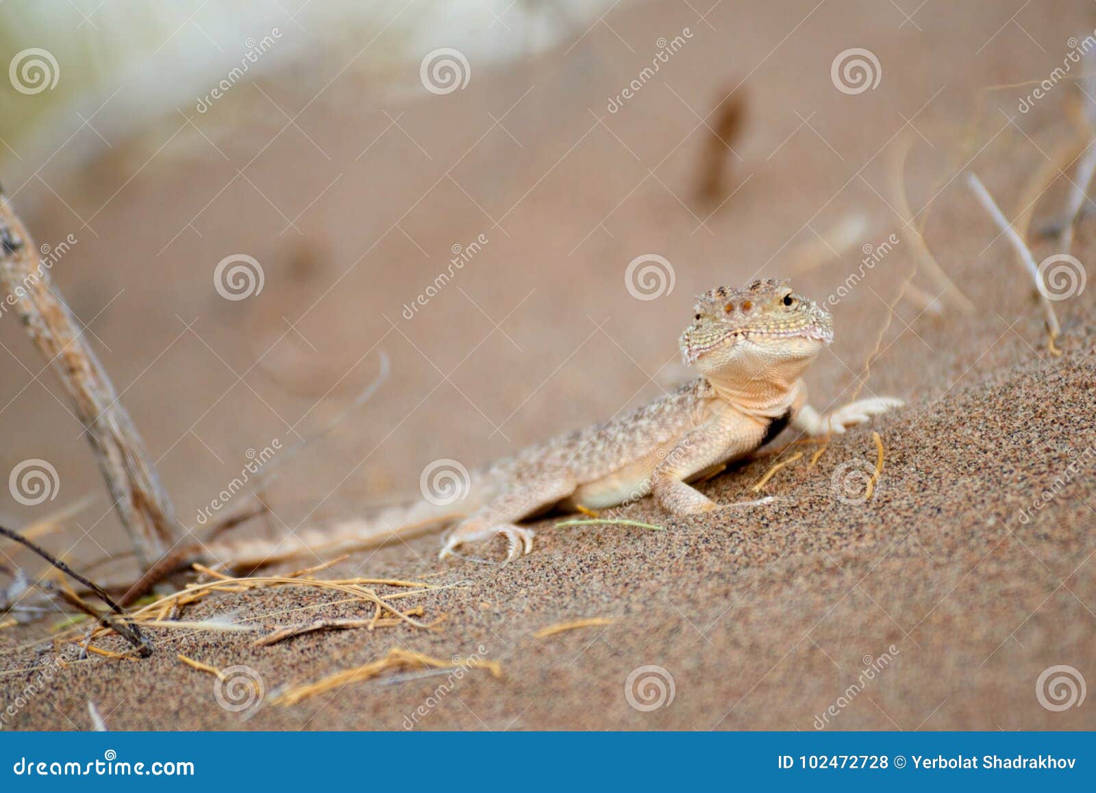Phrynocephalus mystaceus. stock photo. Image of mystaceus - 102472728