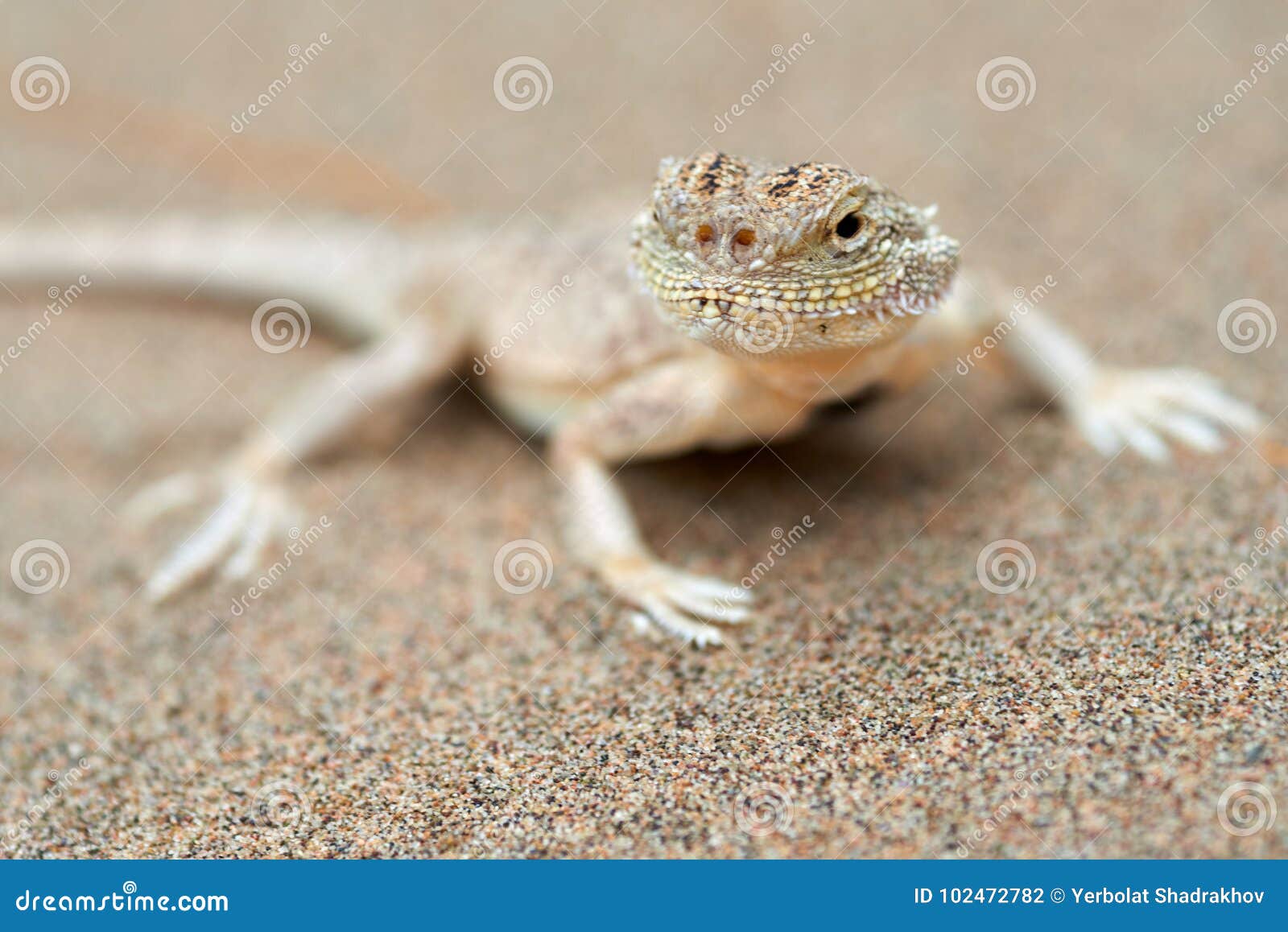 Phrynocephalus mystaceus. stock photo. Image of reptile - 102472782