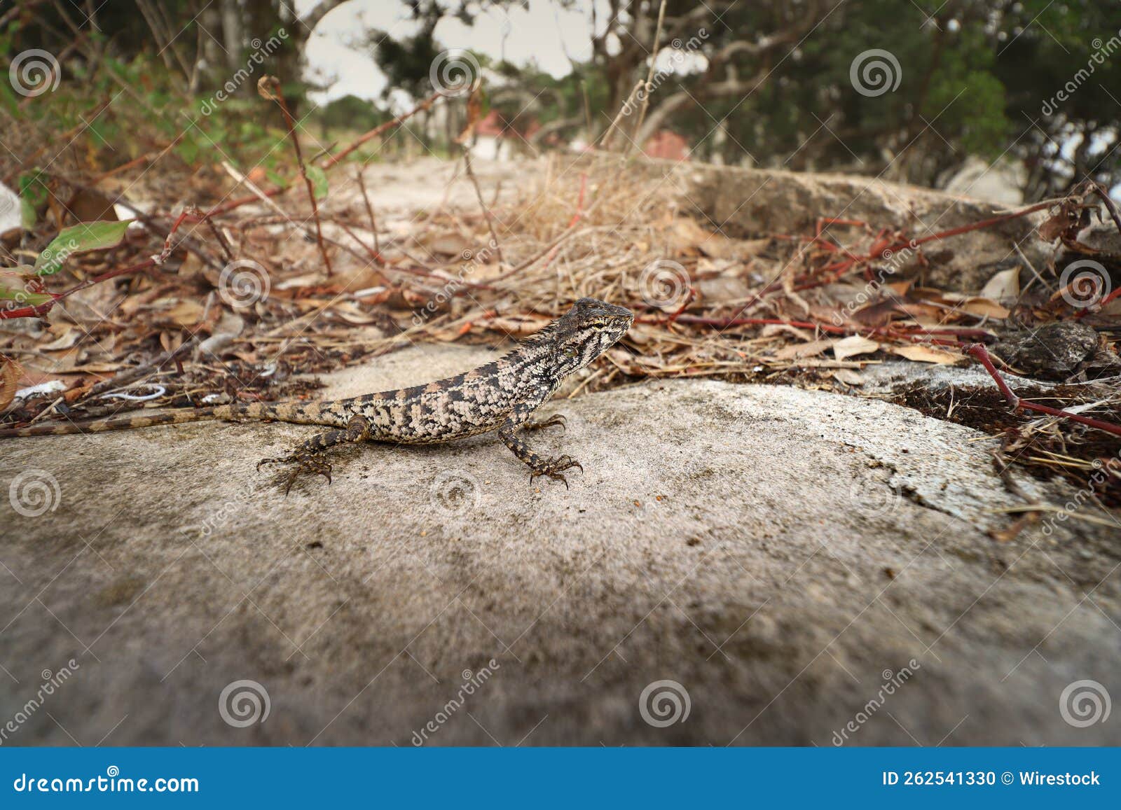 Phrynocephalus Versicolor Lizard, Also Known As the Tuvan Toad-headed ...