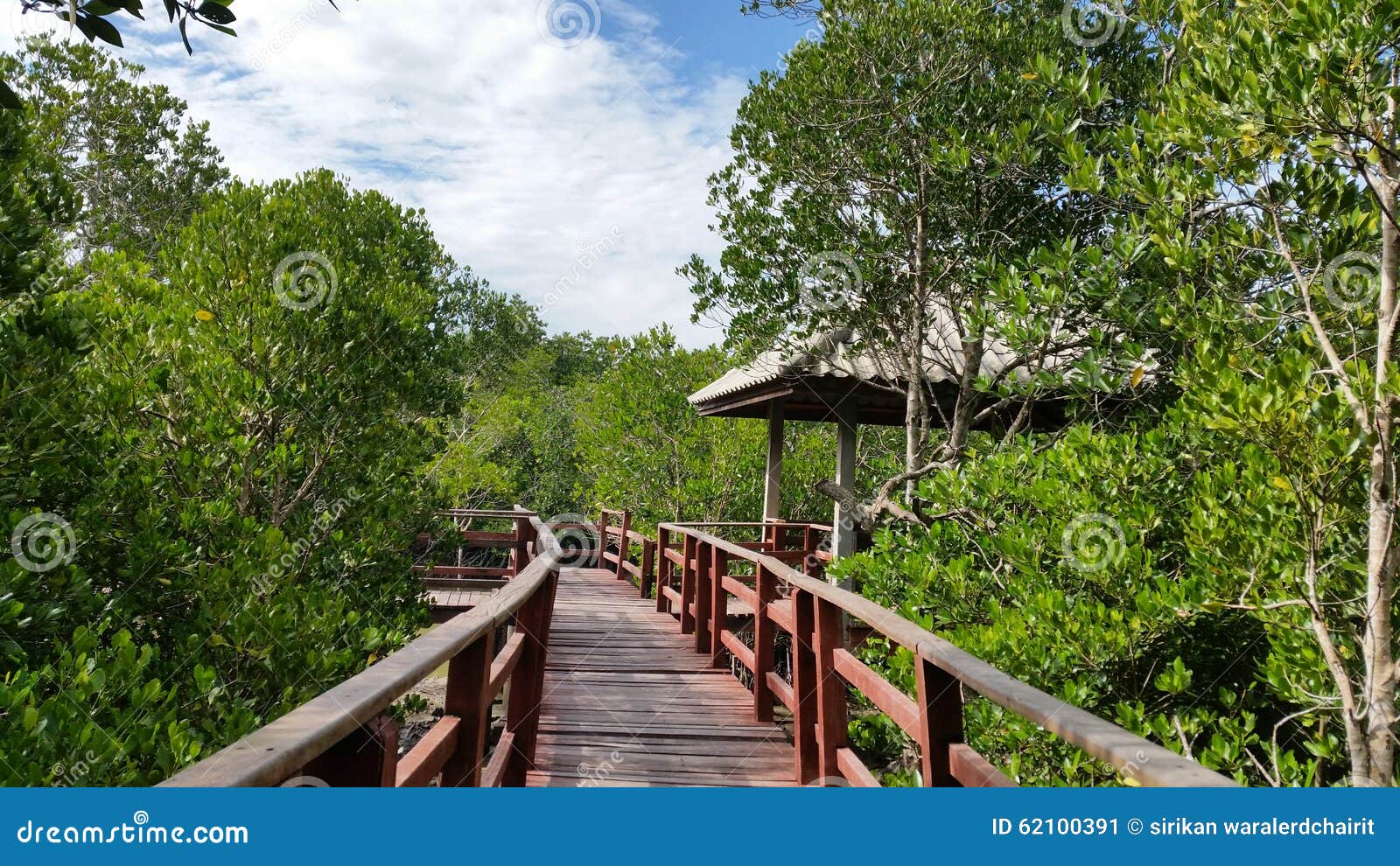Phuket mangrove forest stock image. Image of mangrove - 62100391