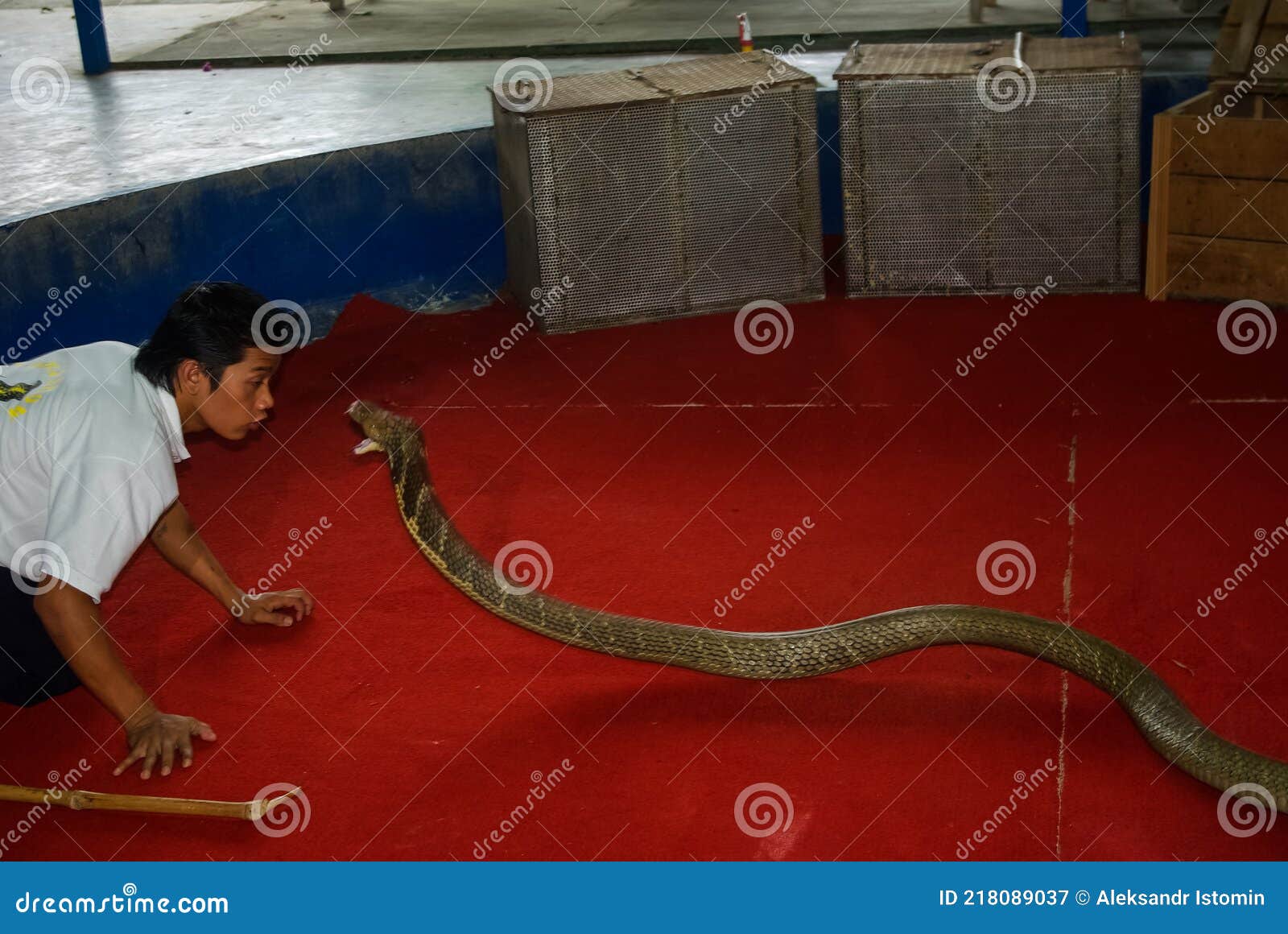 Cobra Training, Performance with Trained Cobras, Snake Trainer ...