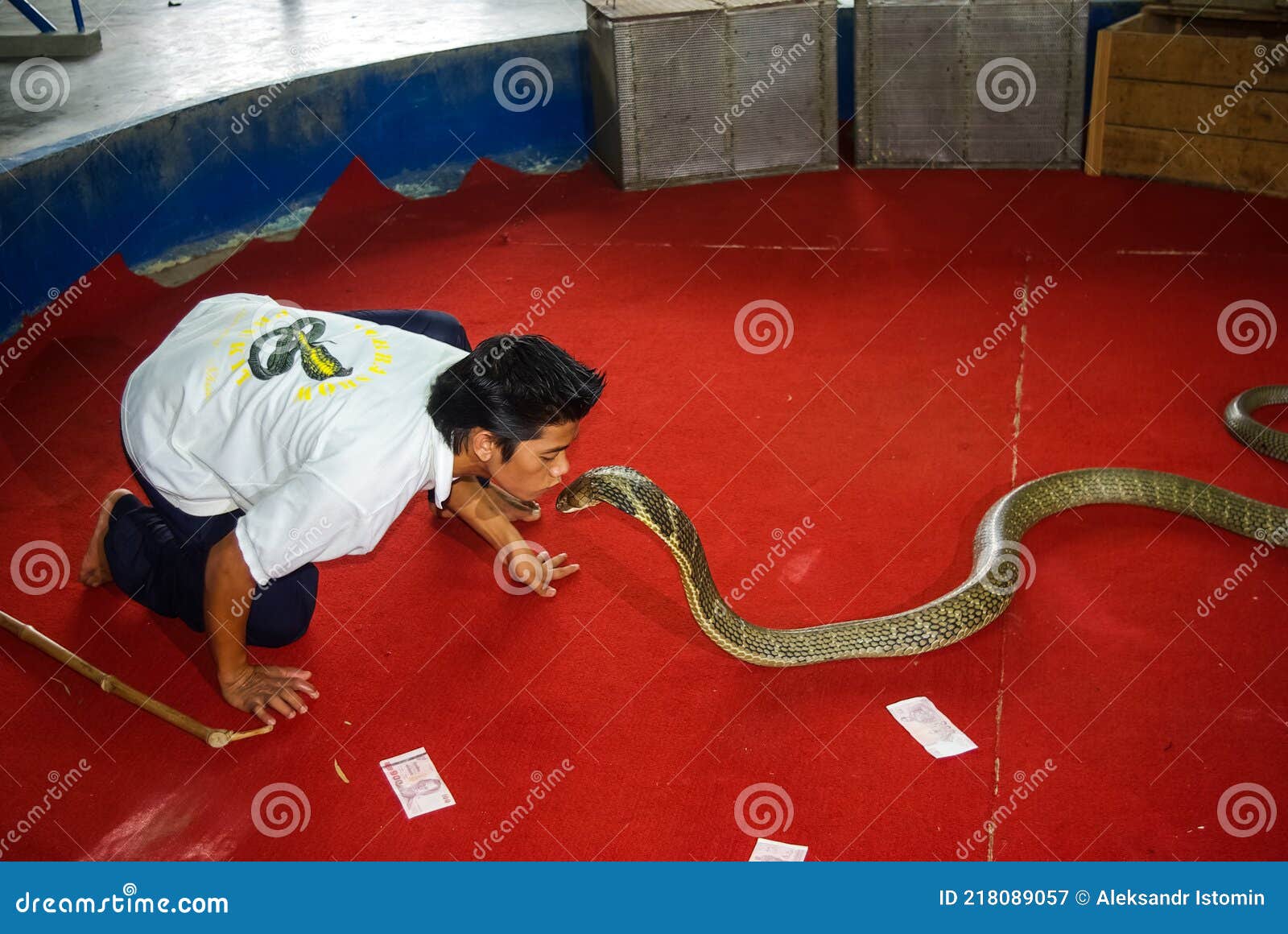 Cobra Training, Performance with Trained Cobras, Snake Trainer ...