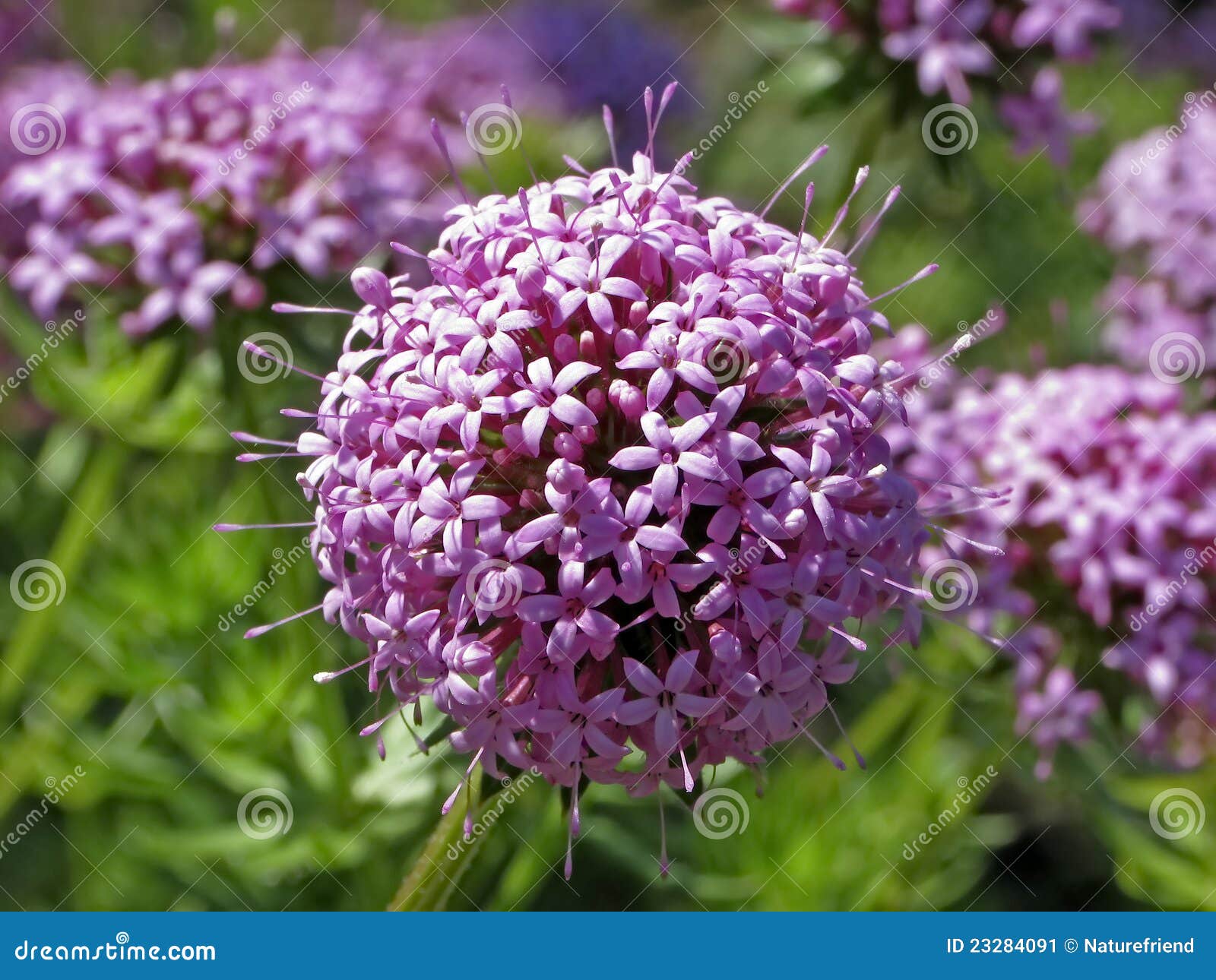 Phuopsis Stylosa Flower in Spring Stock Image - Image of garden ...