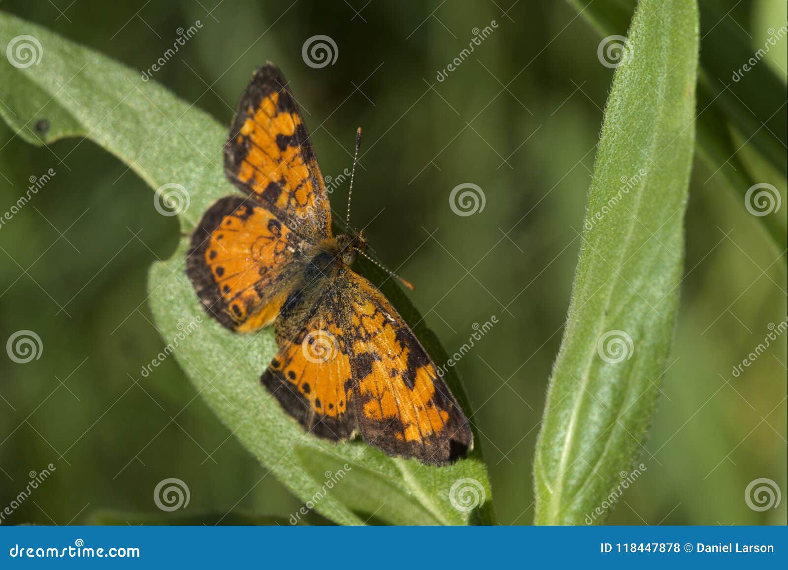 Phyciodes cocyta stock photo. Image of butterfly, northern - 118447878