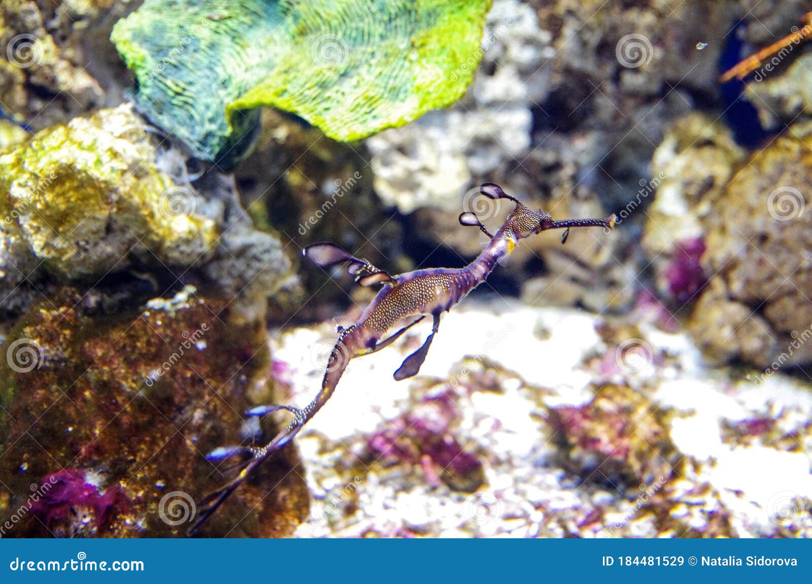 Phycodurus eques in water stock image. Image of eques - 184481529