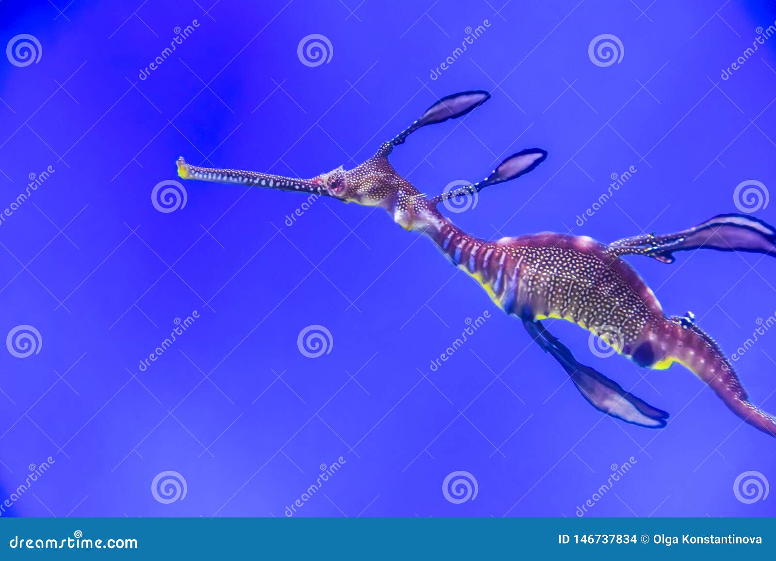 Phycodurus Eques Seahorse-rag in Corals on a Blue Background Marine ...