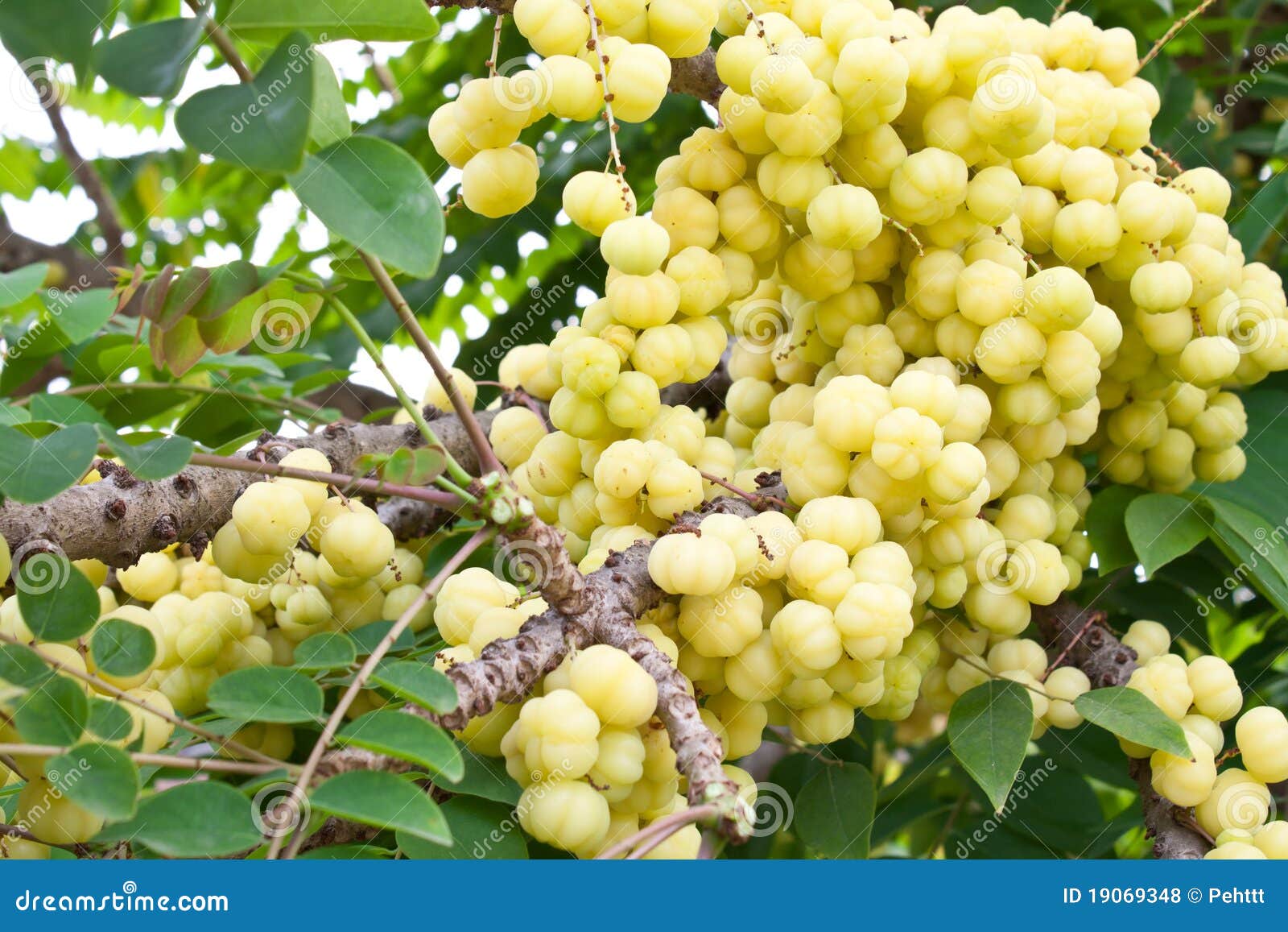 Phyllanthus acidus stock photo. Image of currant, tropical - 19069348
