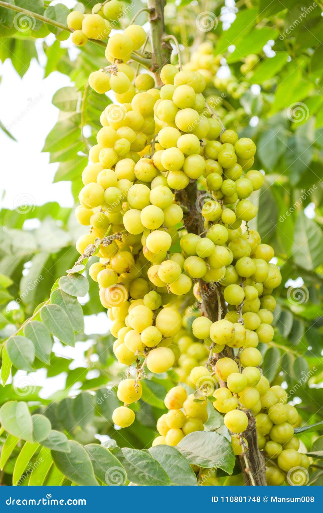 Phyllanthus Acidus, Known As The Otaheite Gooseberry. Arbari, West ...