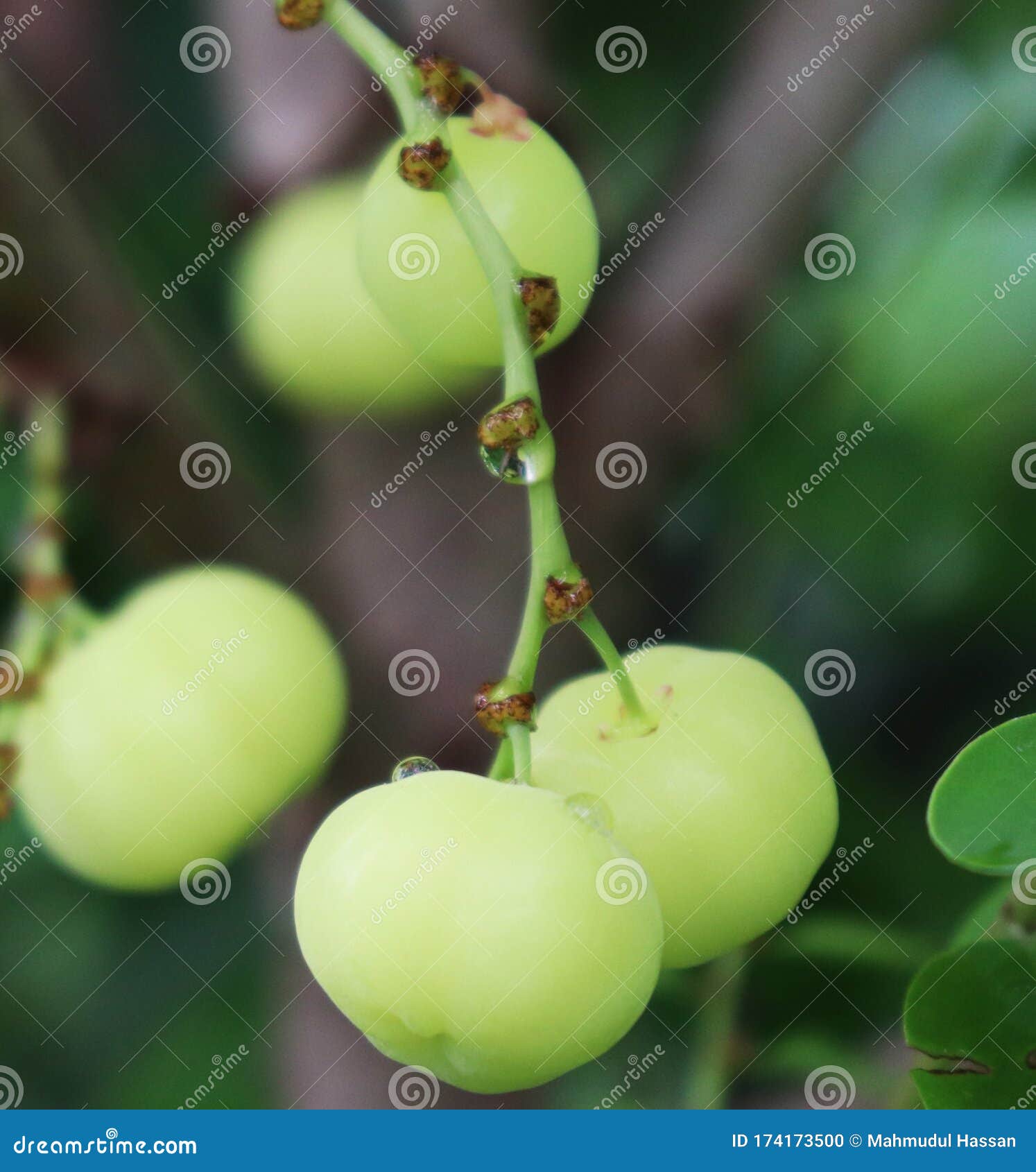 Phyllanthus Acidus Fruit On The Tree. Otaheite Gooseberry Fruit Royalty ...