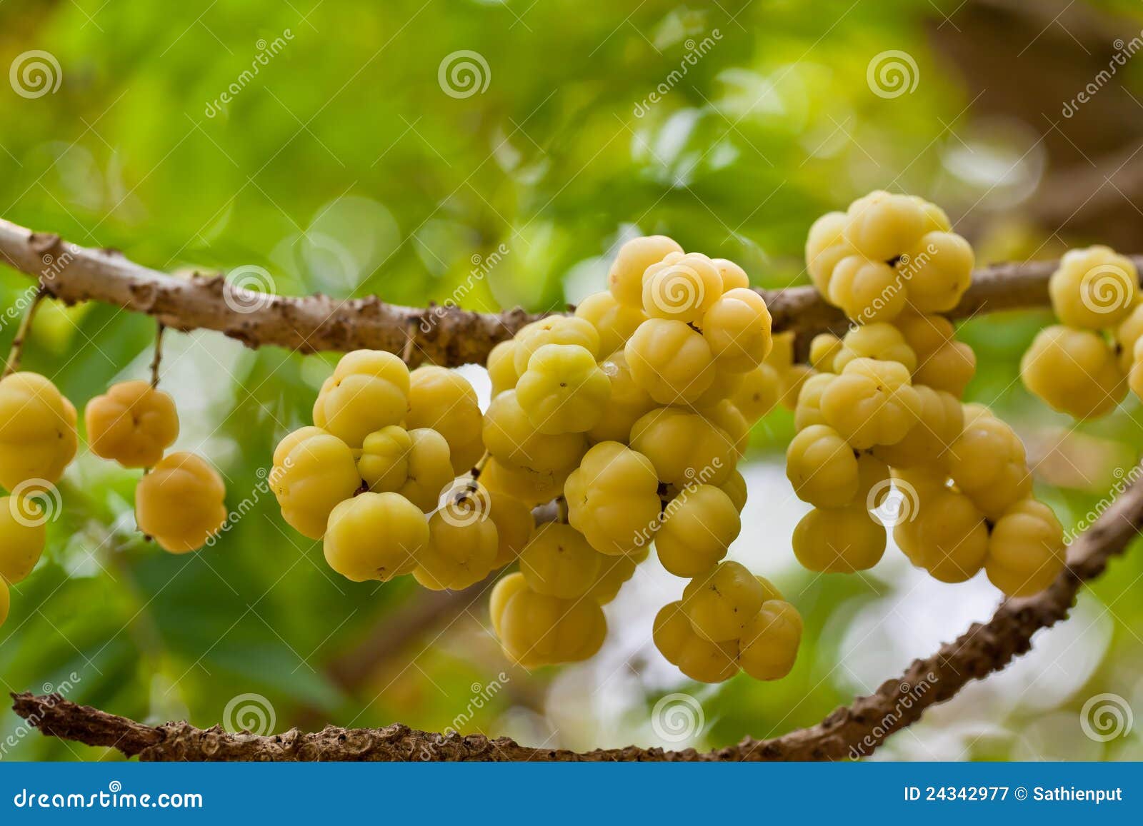 Phyllanthus Acidus on Tree in Garden Stock Image - Image of otaheite ...
