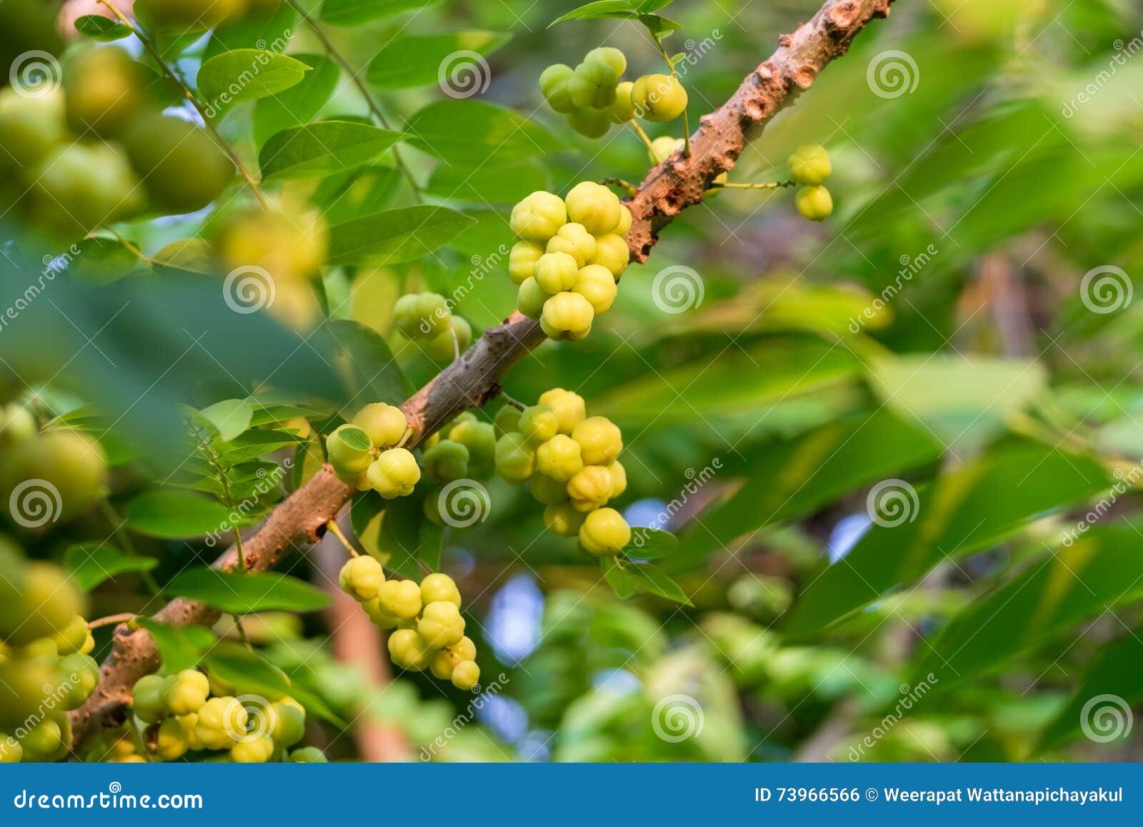 Phyllanthus acidus stock photo. Image of herbal, freshness - 73966566
